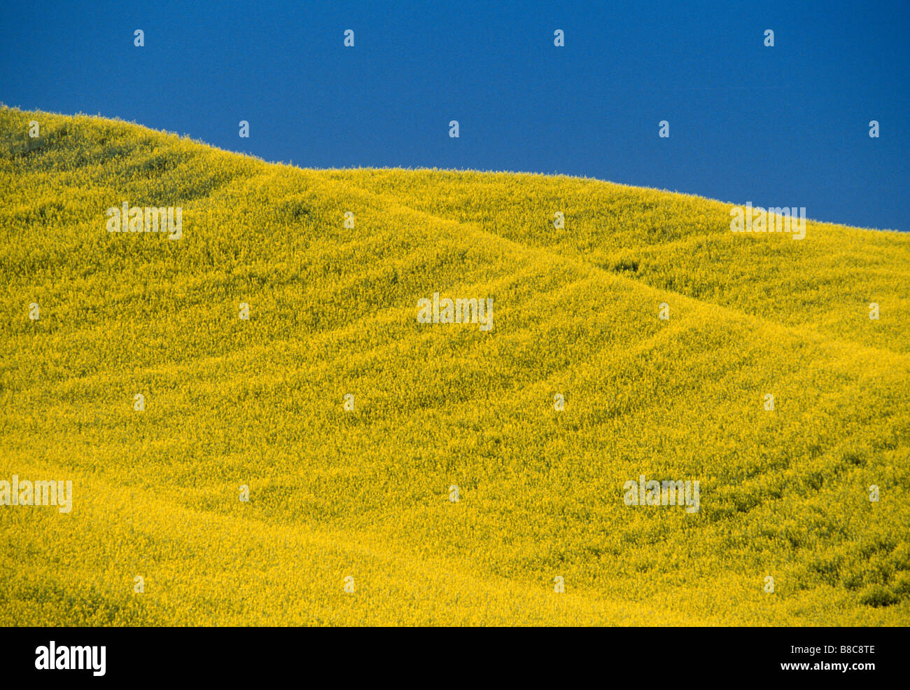 Mustard and crop hi-res stock photography and images - Alamy