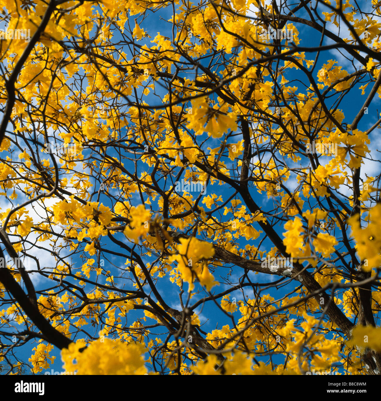 YELLOW IPE TREE Stock Photo - Alamy