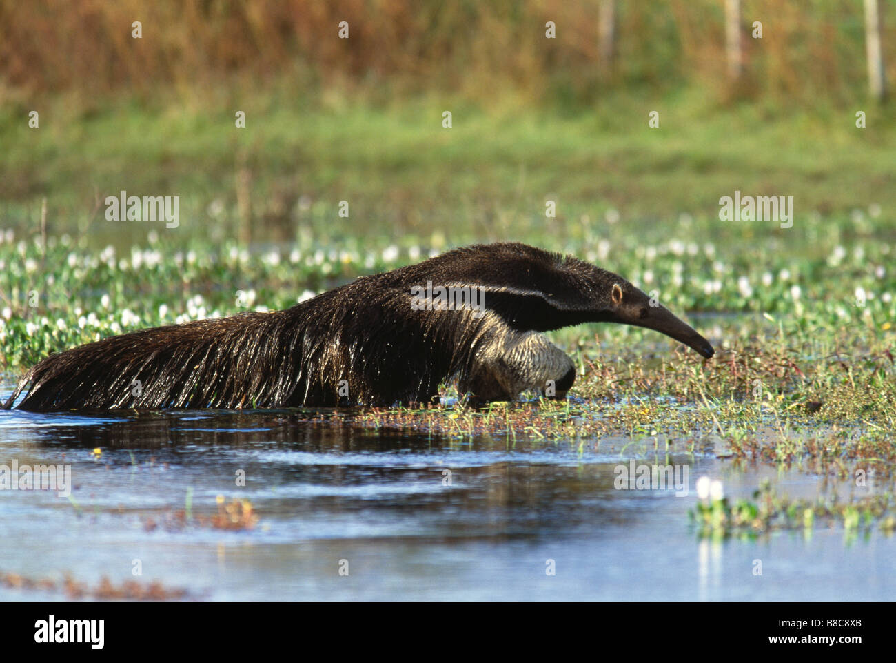 ANTEATER in river Stock Photo - Alamy