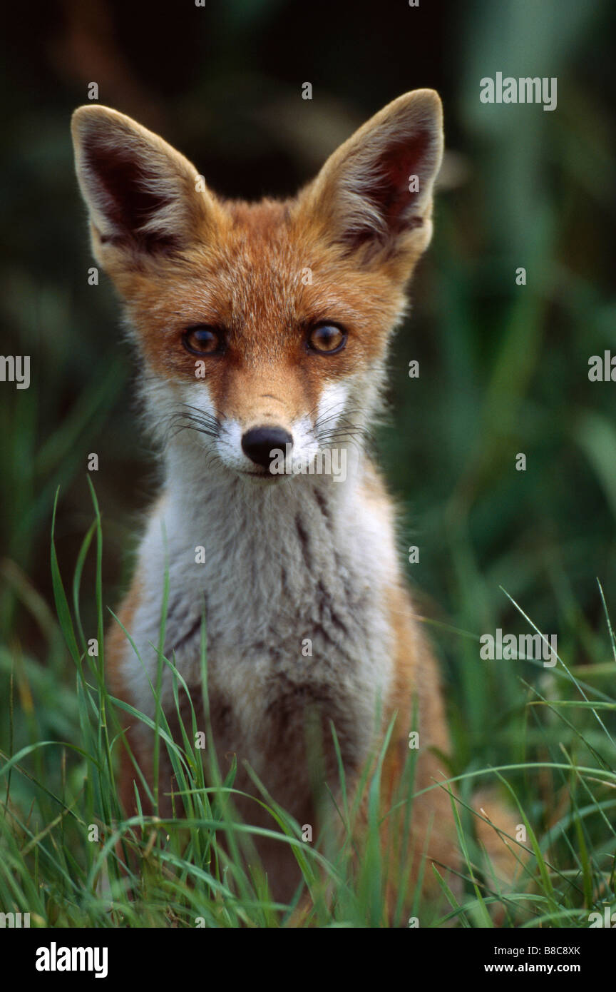 RED FOX young Stock Photo - Alamy