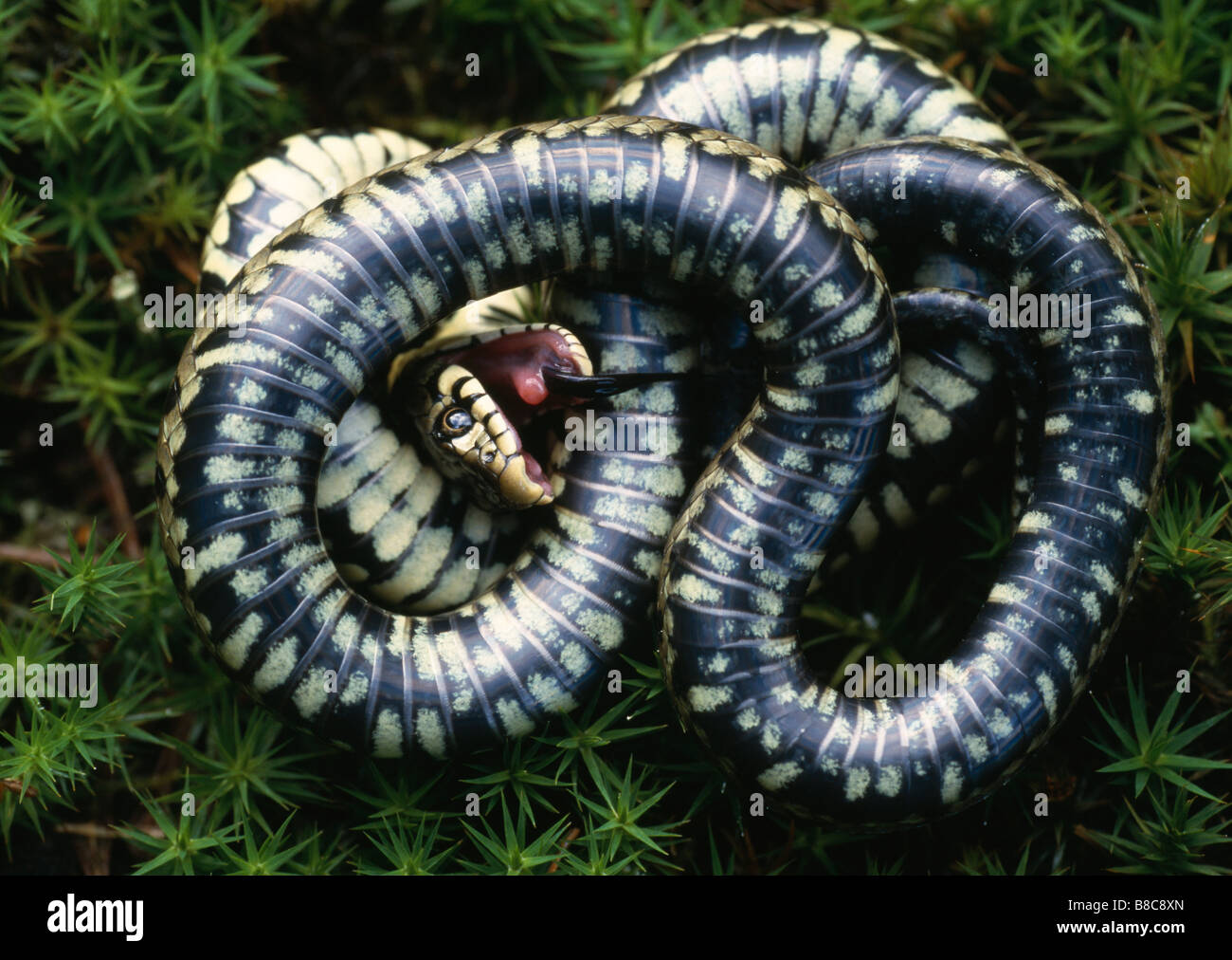 Self snakes hi-res stock photography and images - Alamy