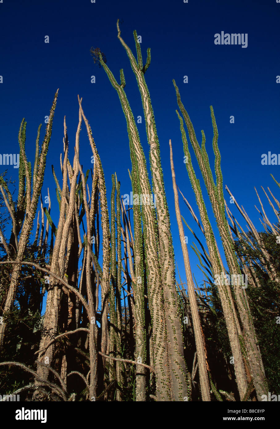 Ocotillos hi-res stock photography and images - Alamy