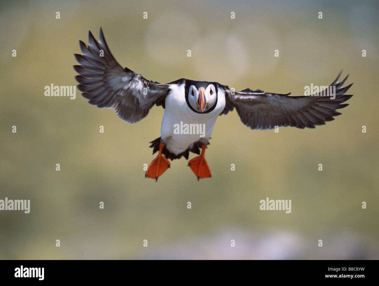 PUFFIN in flight Stock Photo - Alamy