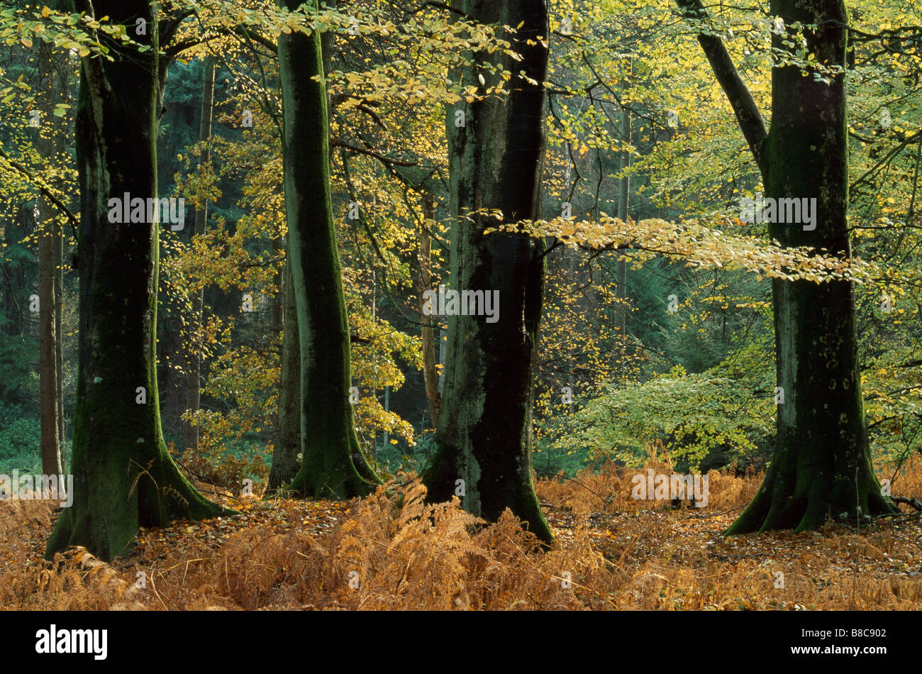 BEECH TREES; AUTUMN Stock Photo - Alamy