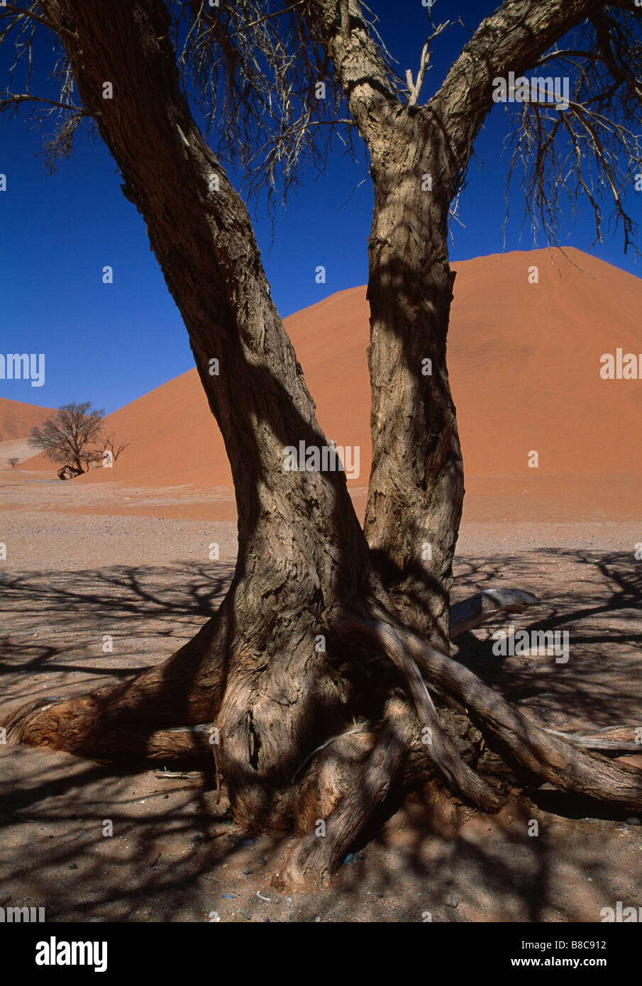 Camelthorns hi-res stock photography and images - Alamy