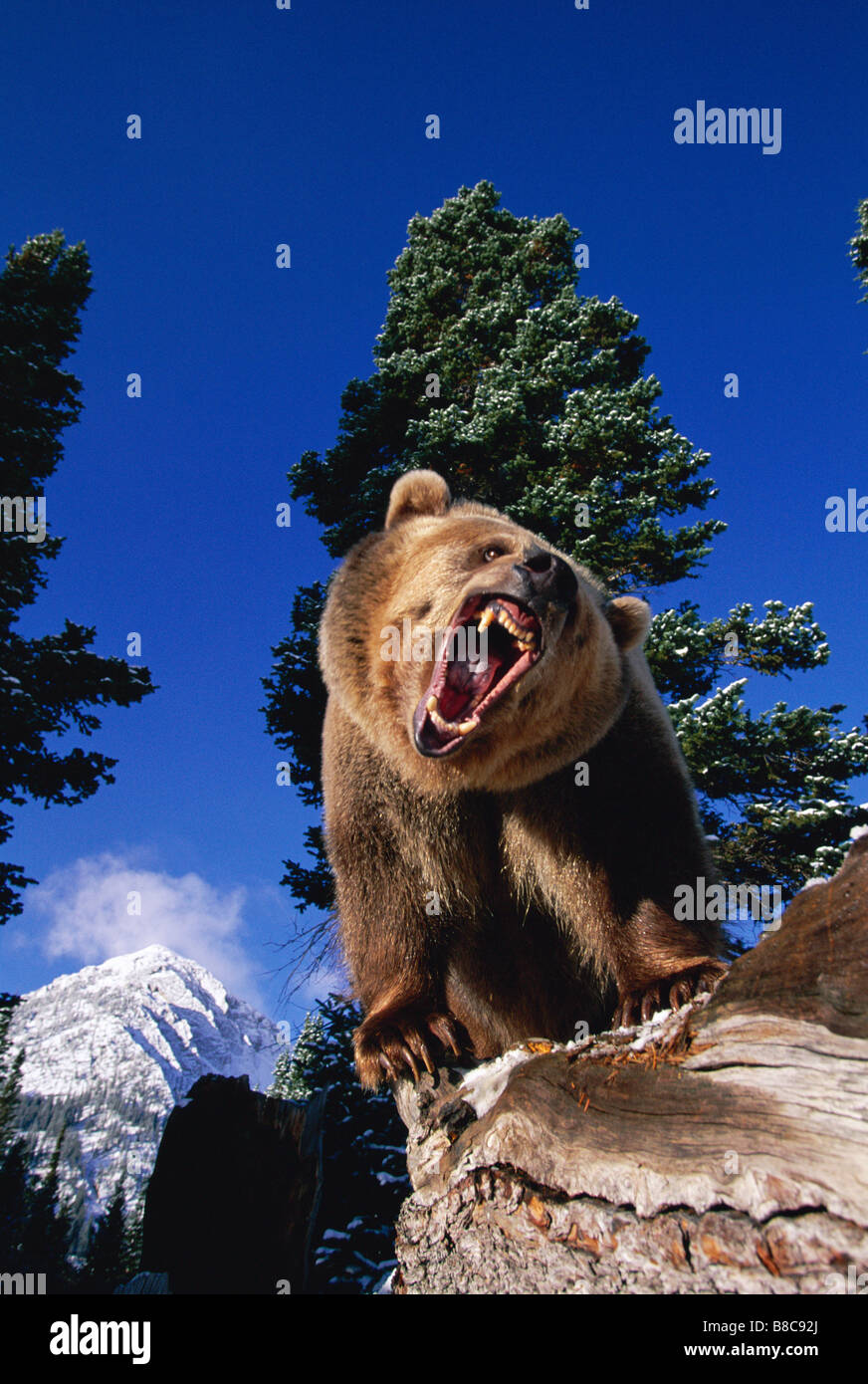 GRIZZLY BEAR snarling Stock Photo - Alamy