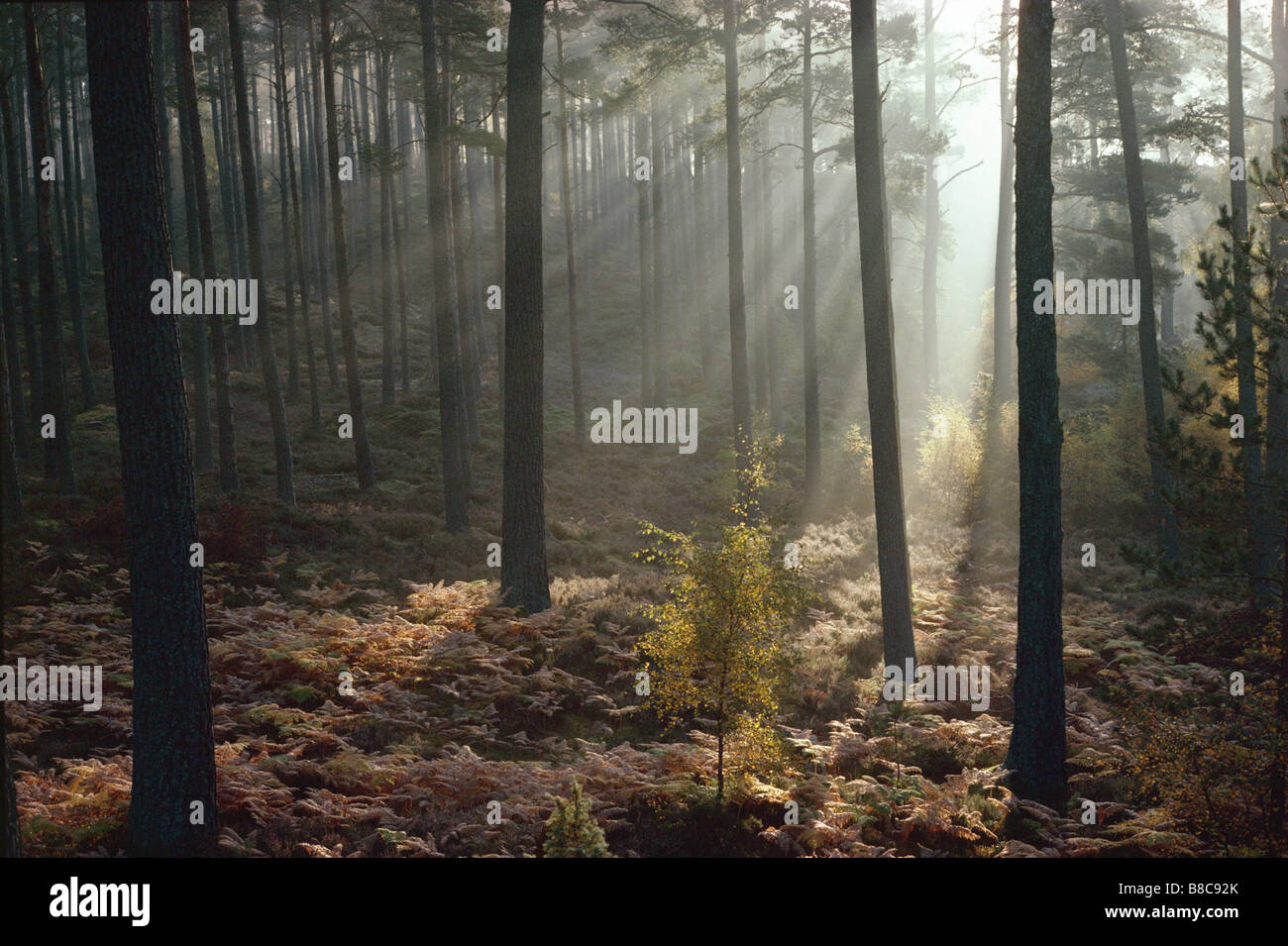 Abernethy scotland hi-res stock photography and images - Alamy