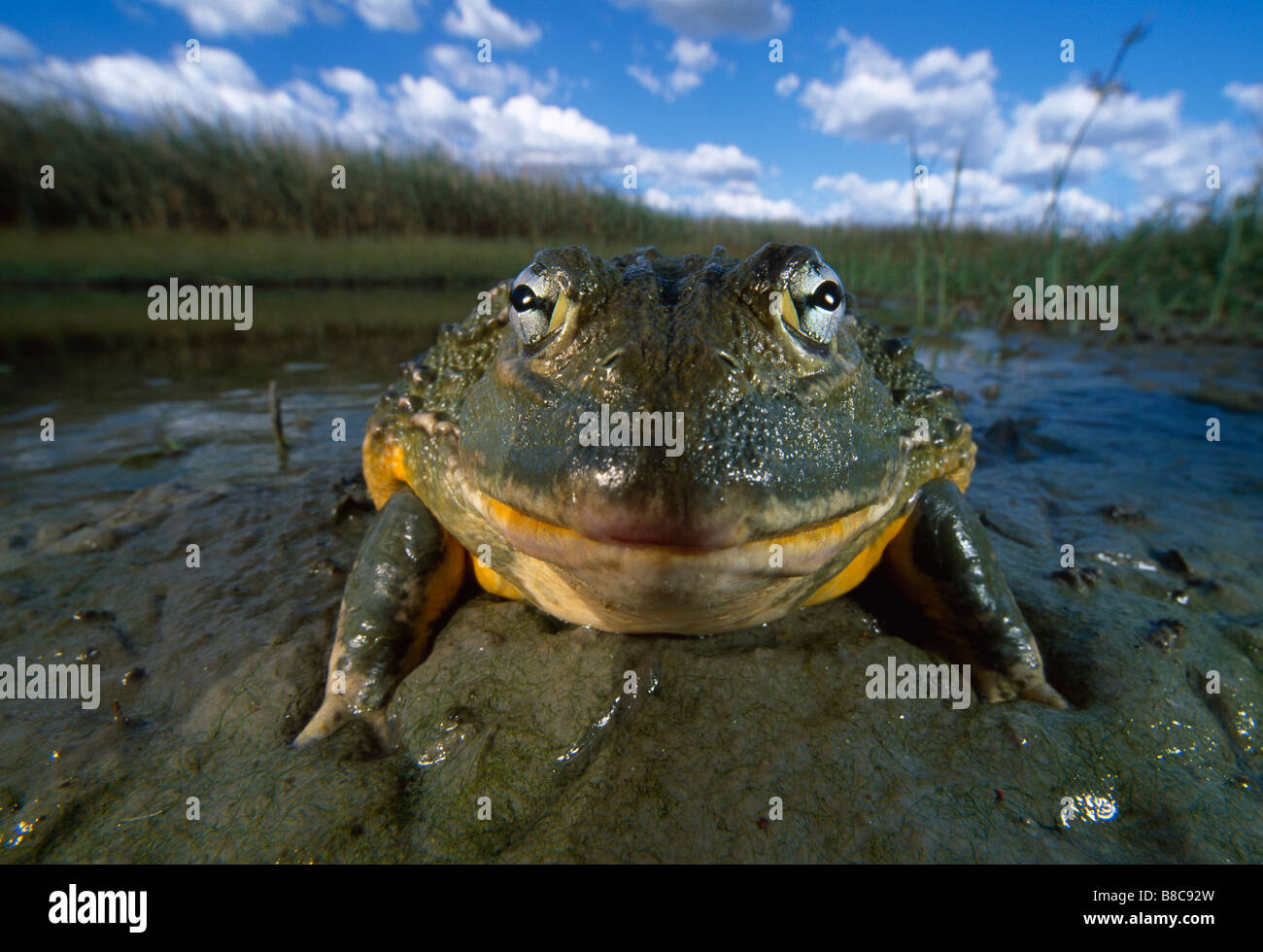 Giant bullfrog hi-res stock photography and images - Alamy
