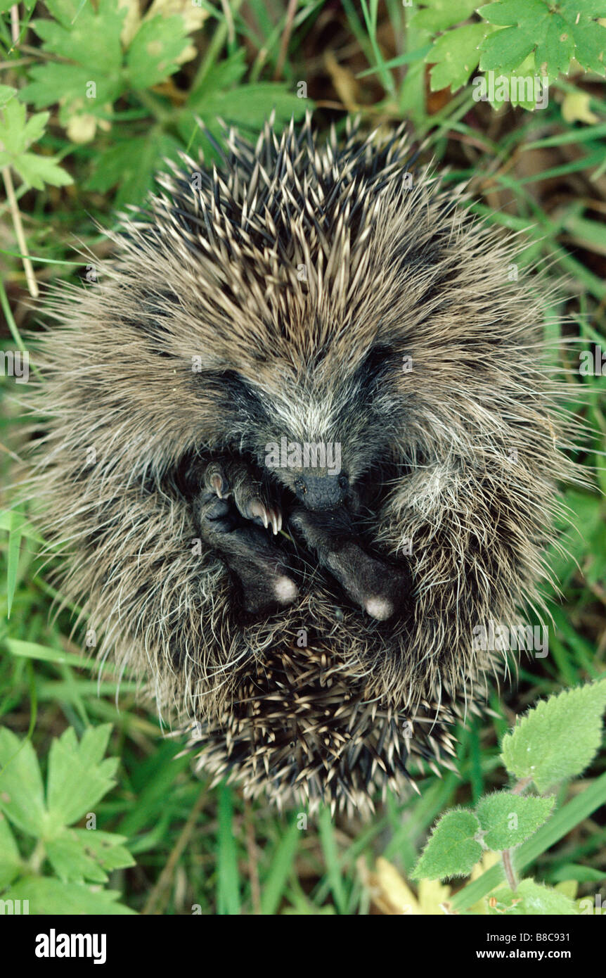 HEDGEHOG curled up Stock Photo - Alamy