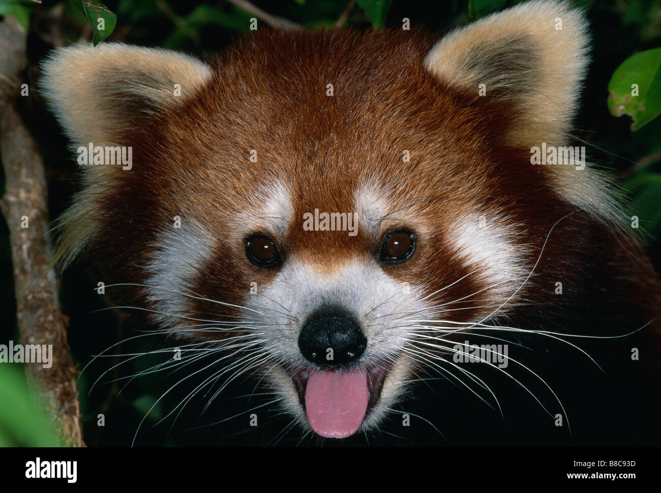 LESSER or RED PANDA Stock Photo - Alamy