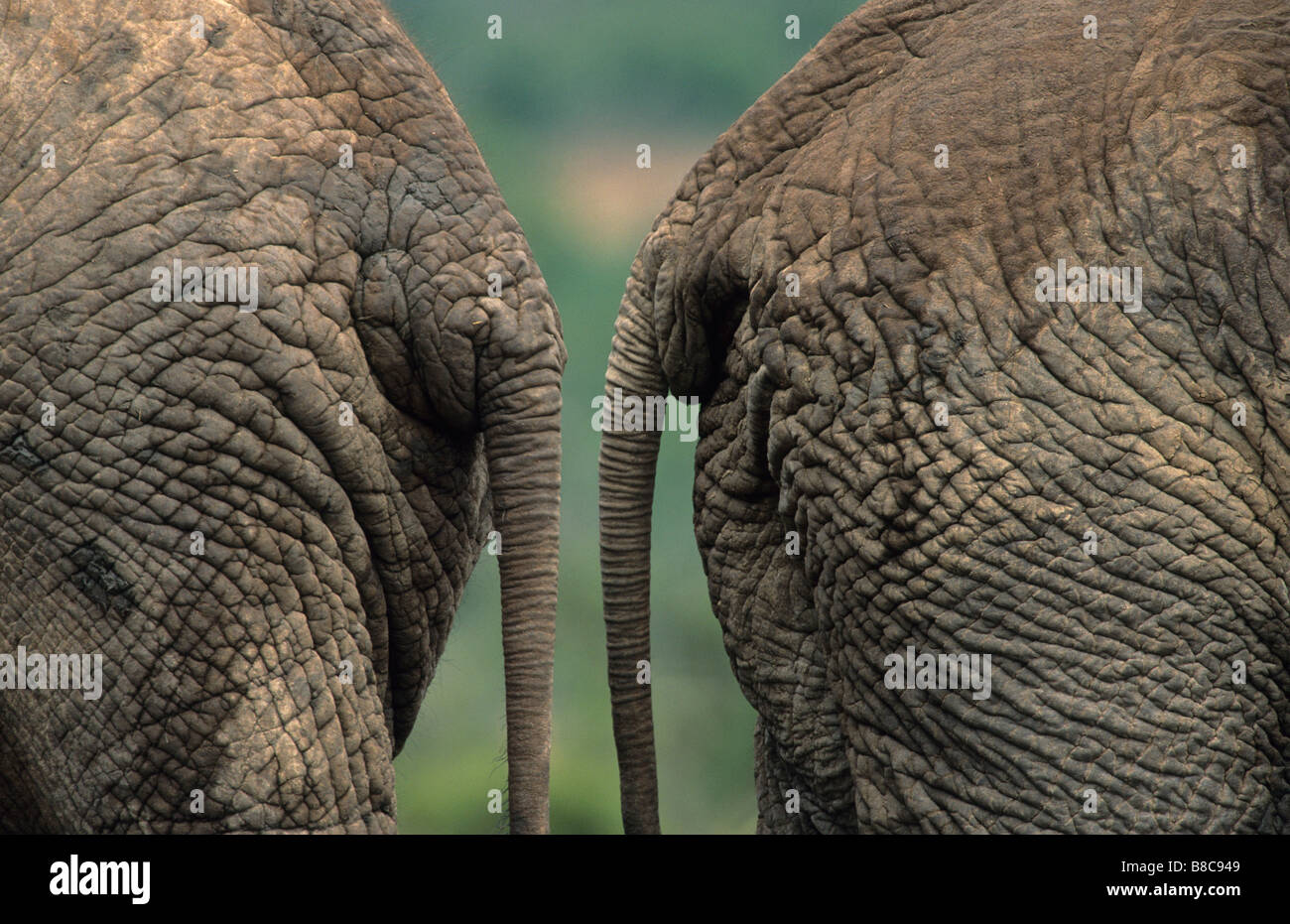 Elephants bum hi-res stock photography and images - Alamy