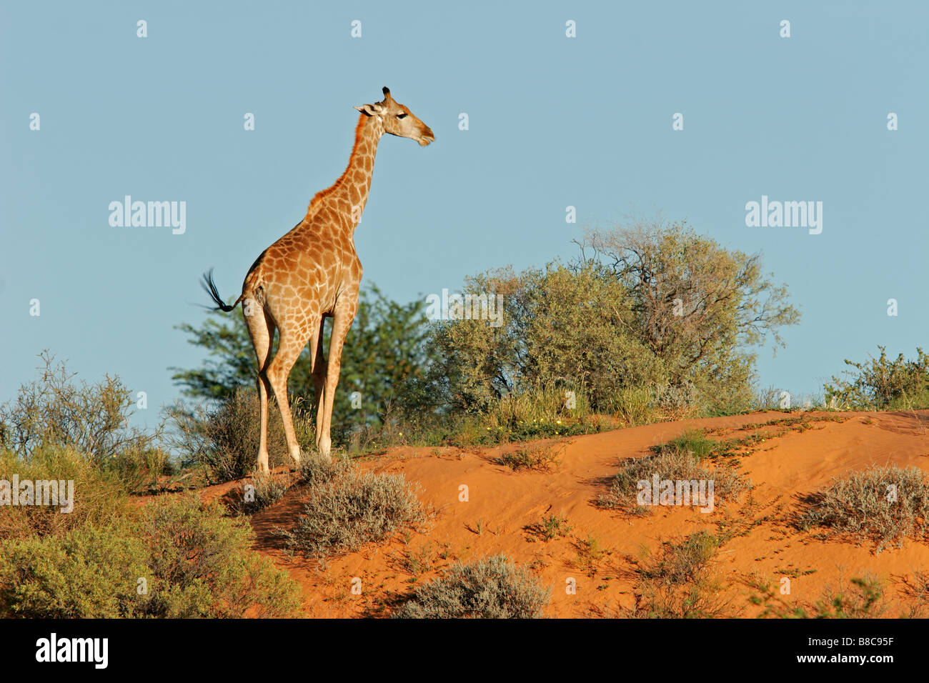 A giraffe (Giraffa camelopardalis) on a red sand dune, Kgalagadi ...