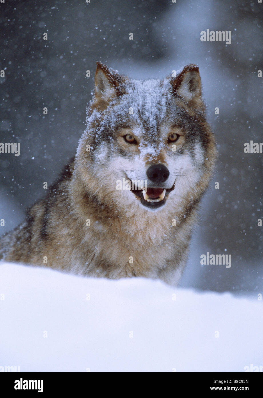 WOLF in snow Stock Photo - Alamy
