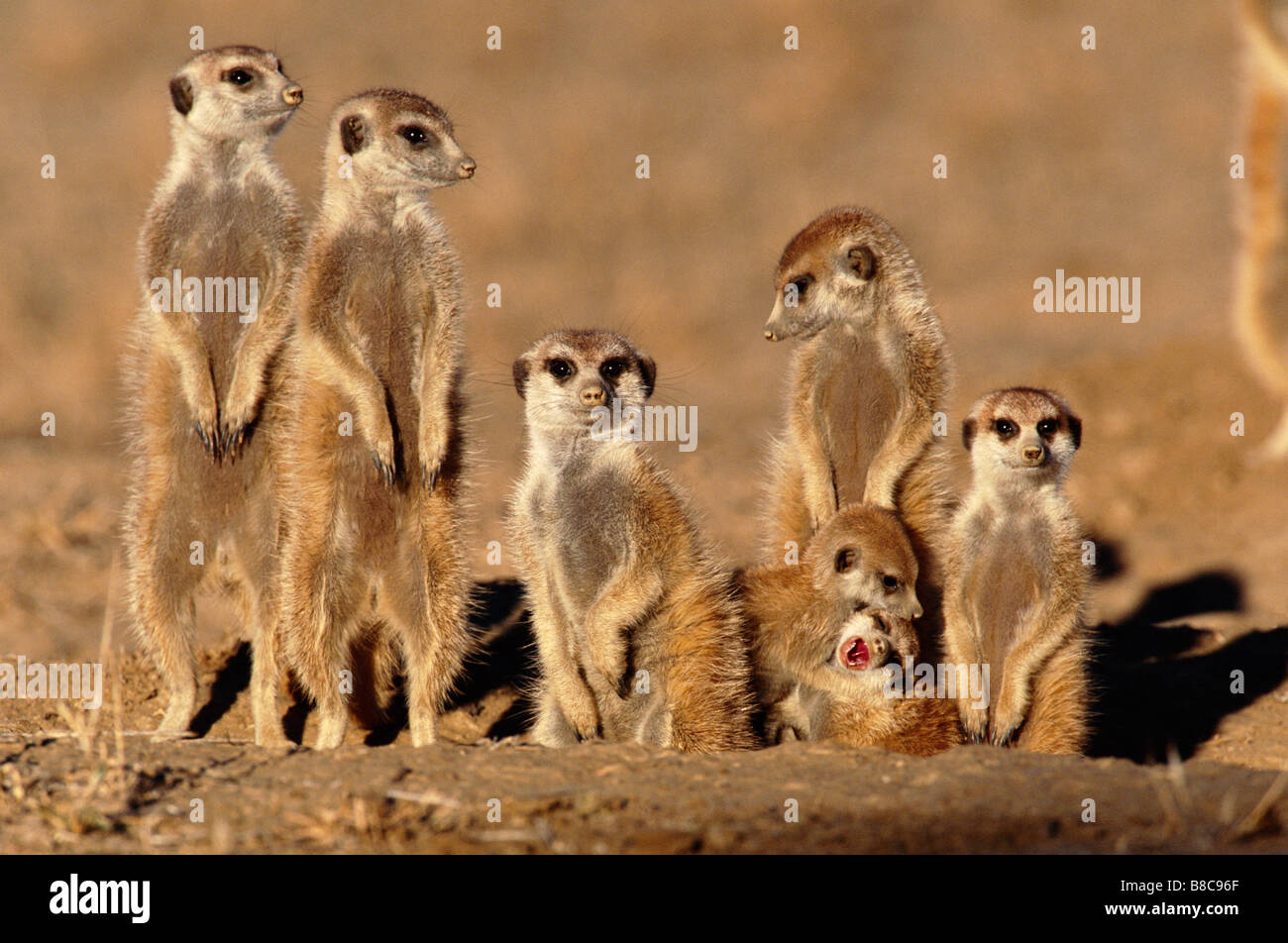 SURICATES basking Stock Photo - Alamy