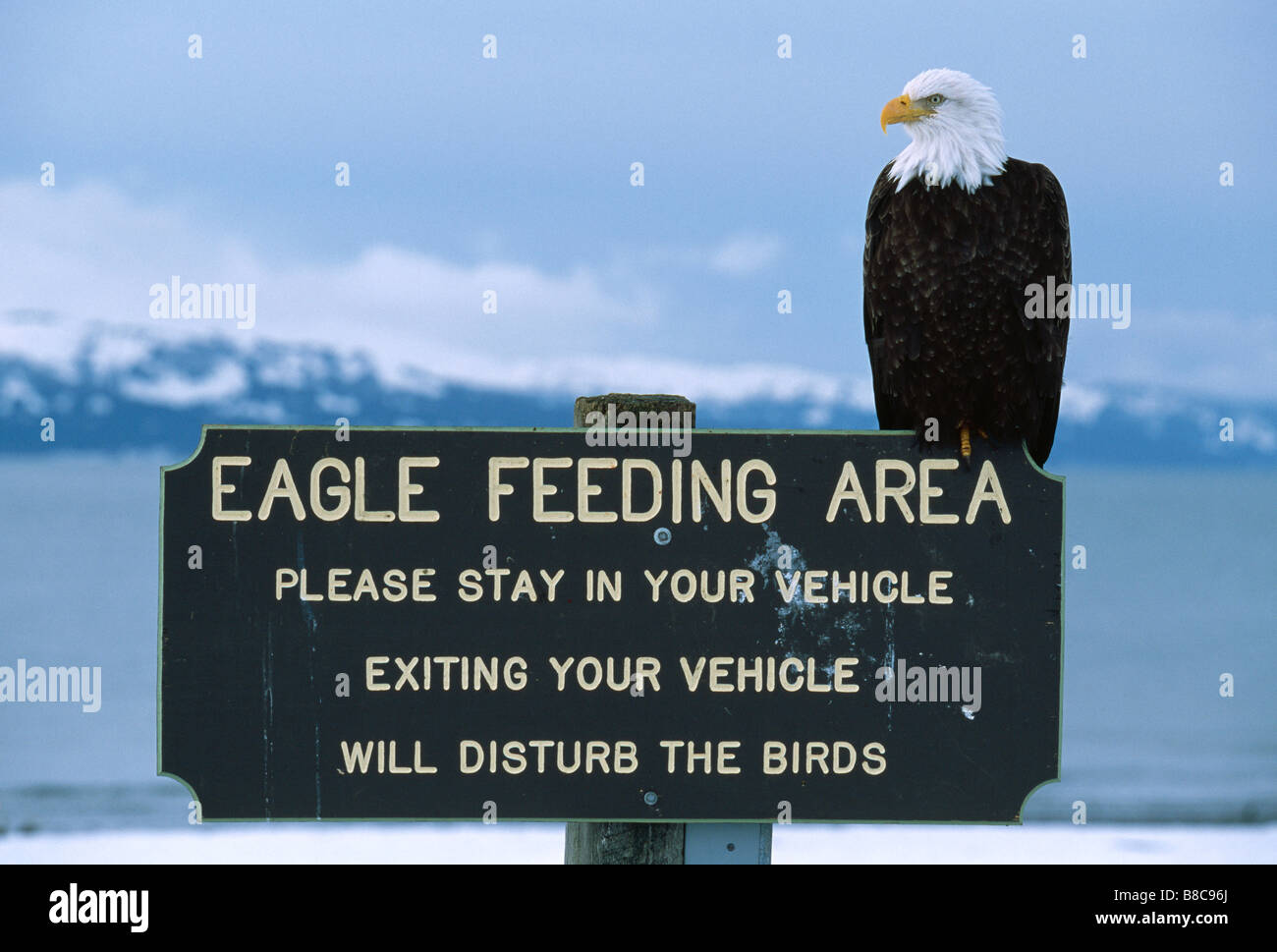 BALD EAGLE on sign Stock Photo - Alamy