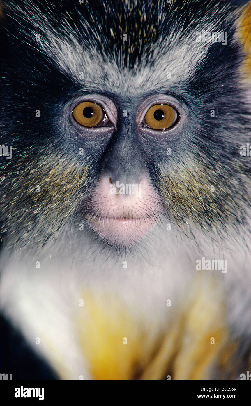 Mona Monkeys High Resolution Stock Photography and Images - Alamy