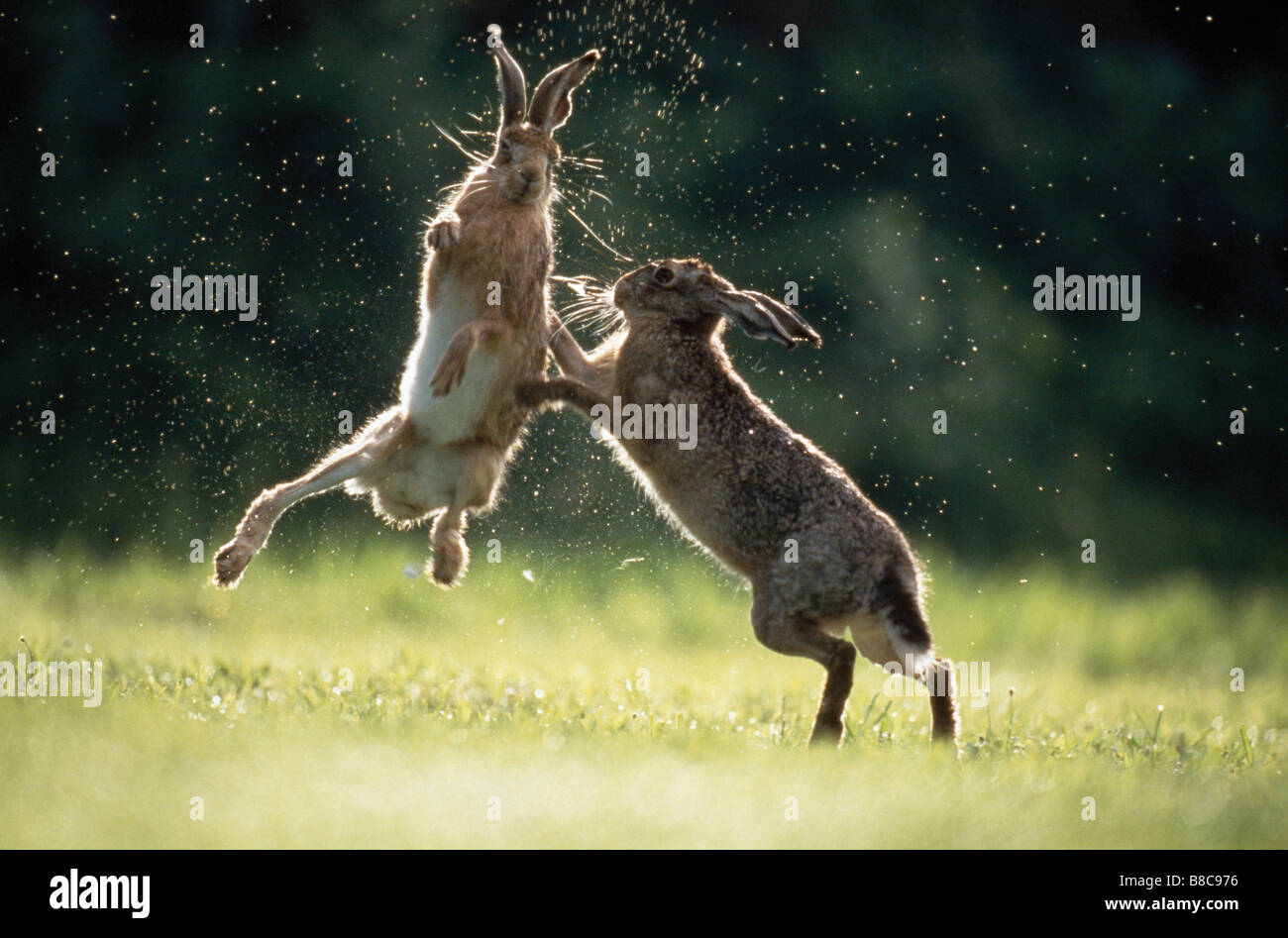BROWN HARES boxing Stock Photo - Alamy