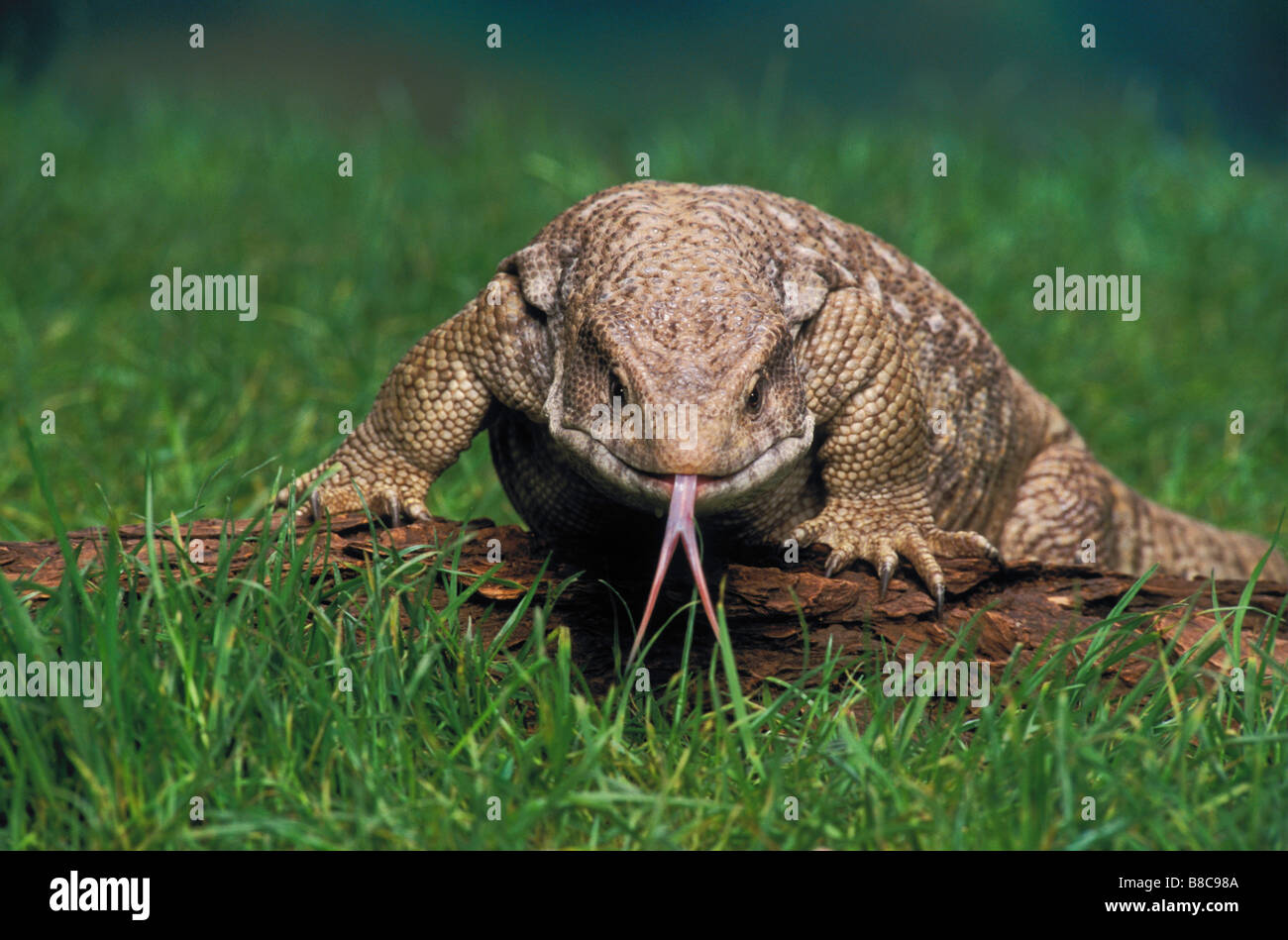 Savanna Monitor Lizard Stock Photo - Alamy