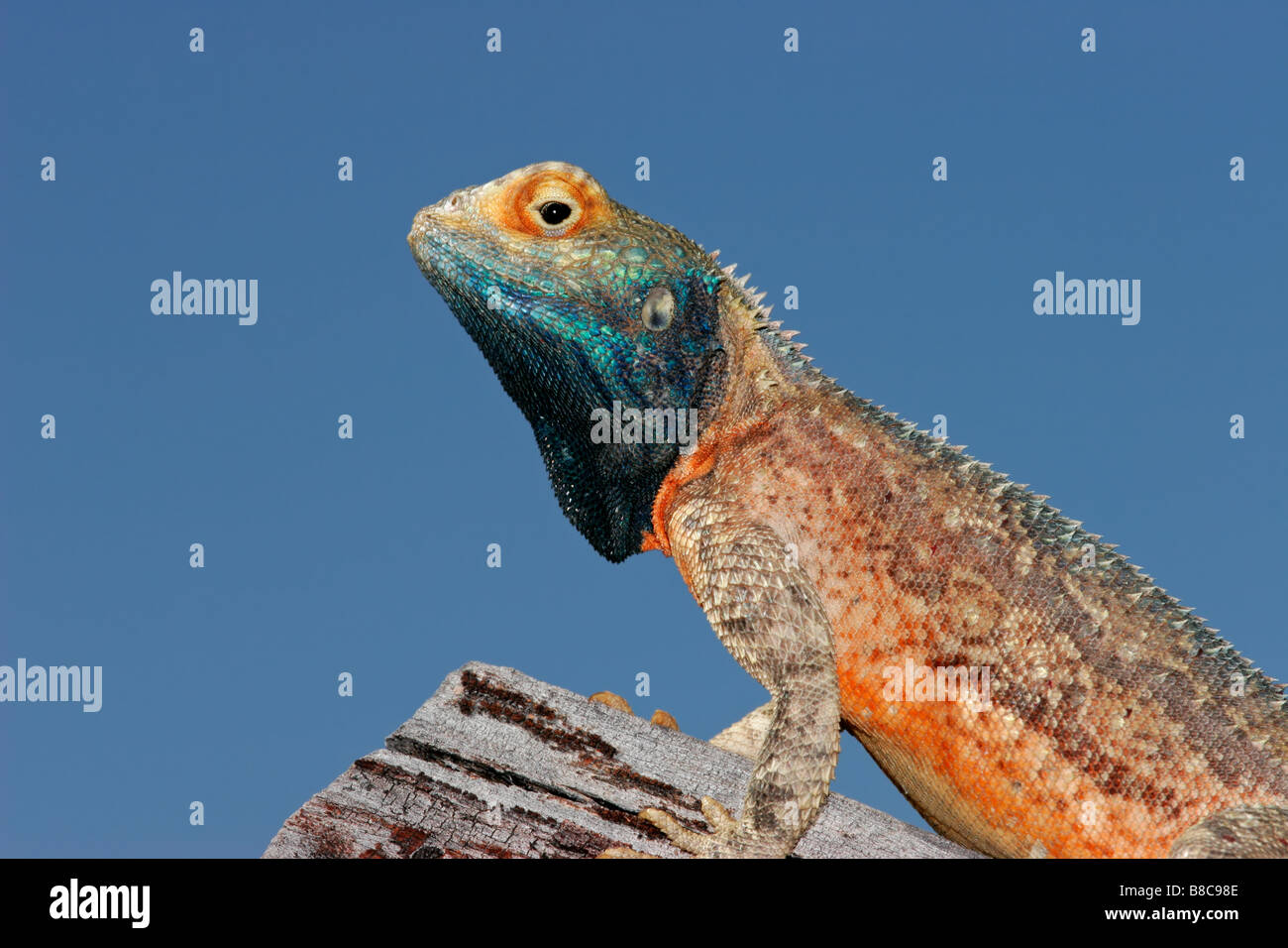 Male ground agama (Agama aculeata) in bright breeding colors, Kgalagadi ...
