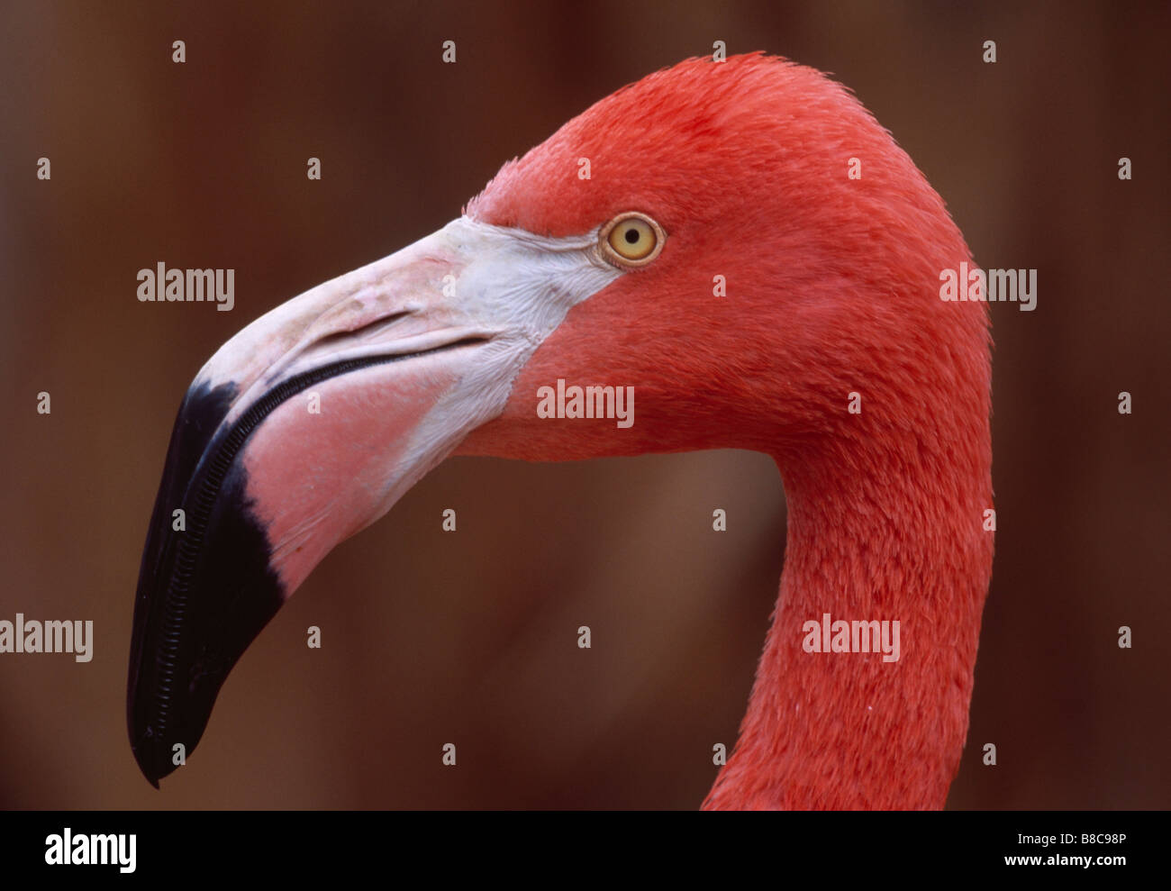 Flamingo head hi-res stock photography and images - Alamy