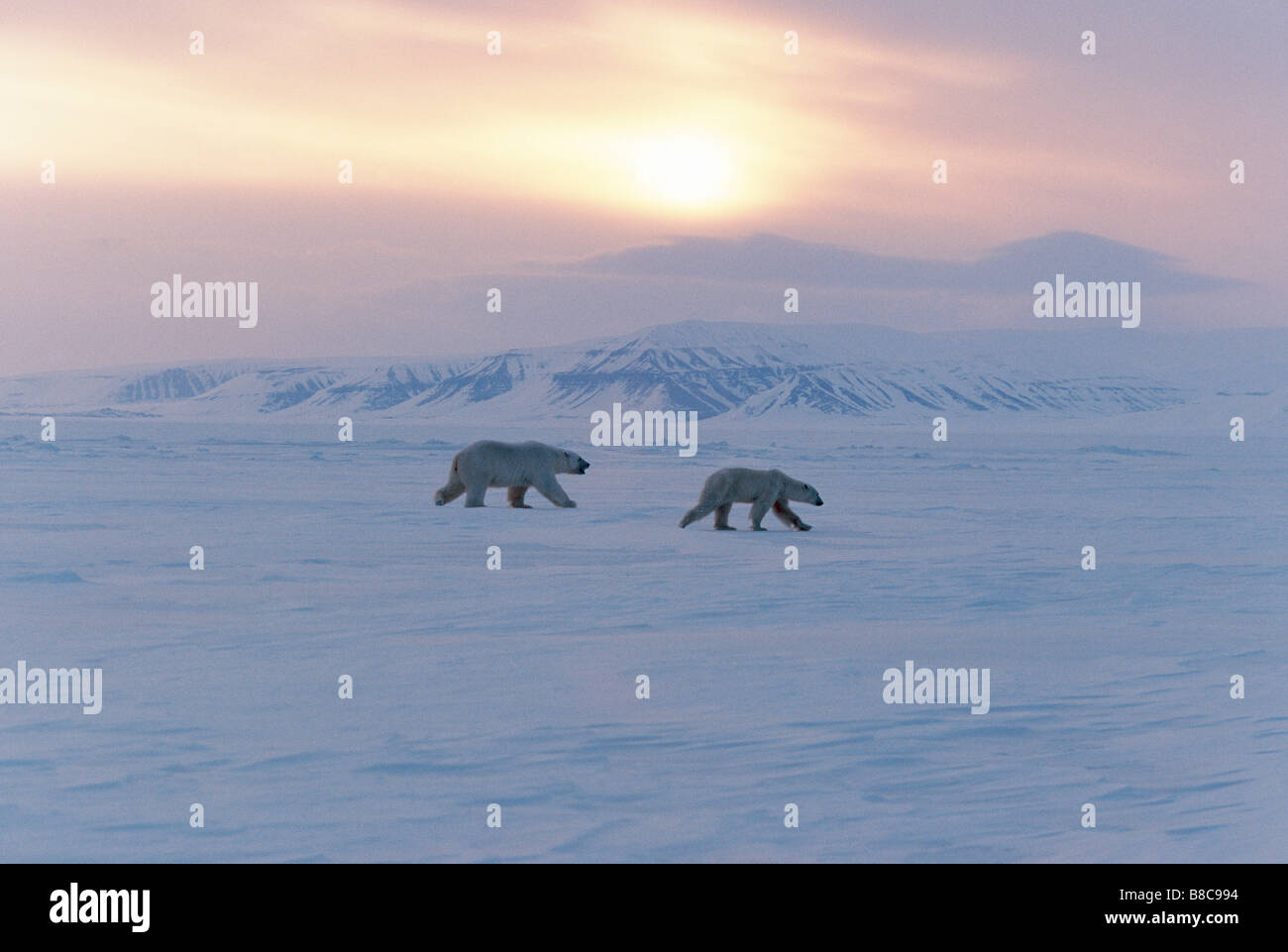 Pairs of bears hi-res stock photography and images - Alamy