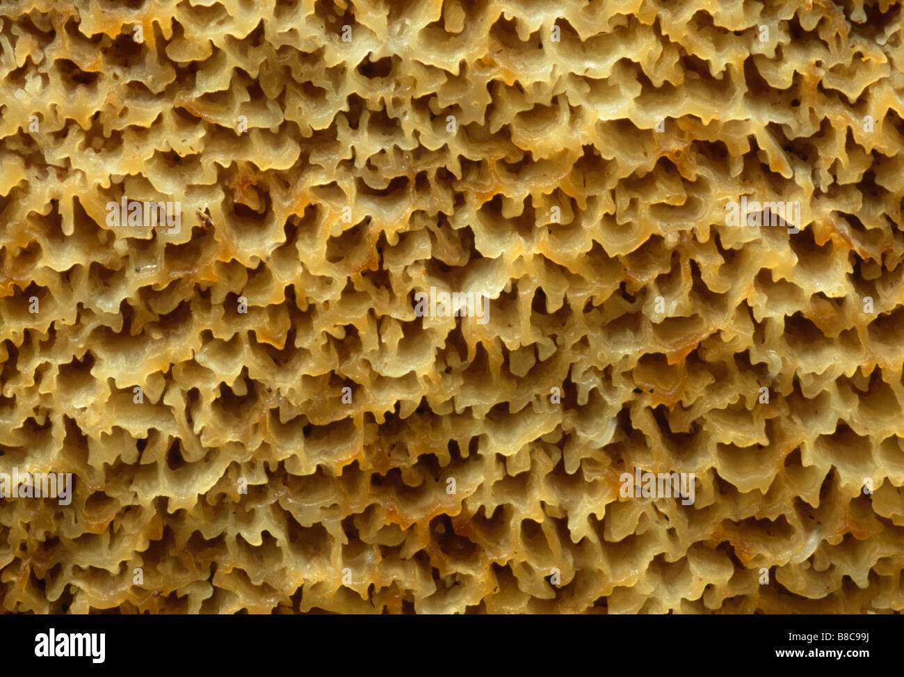 Bracket fungus patterns hi-res stock photography and images - Alamy