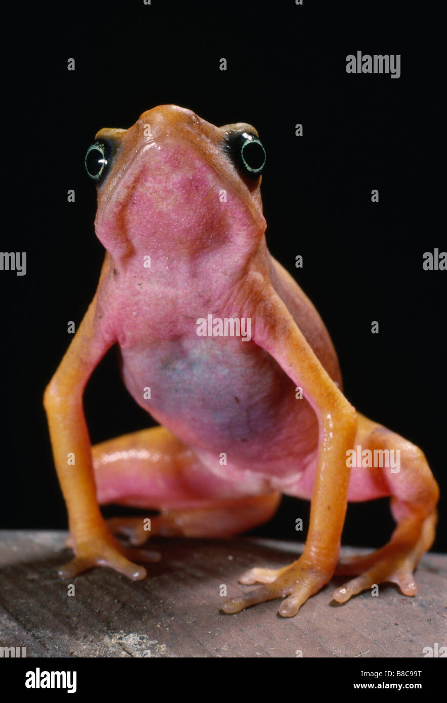 Atelopus toad hi-res stock photography and images - Alamy