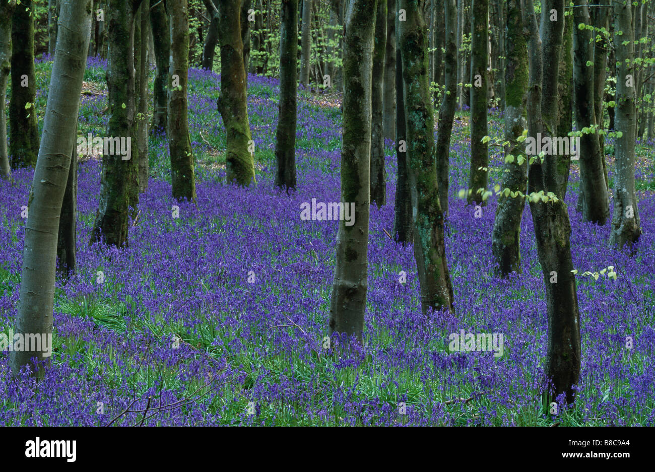 Bluebell woodland spring scenes hi-res stock photography and images - Alamy