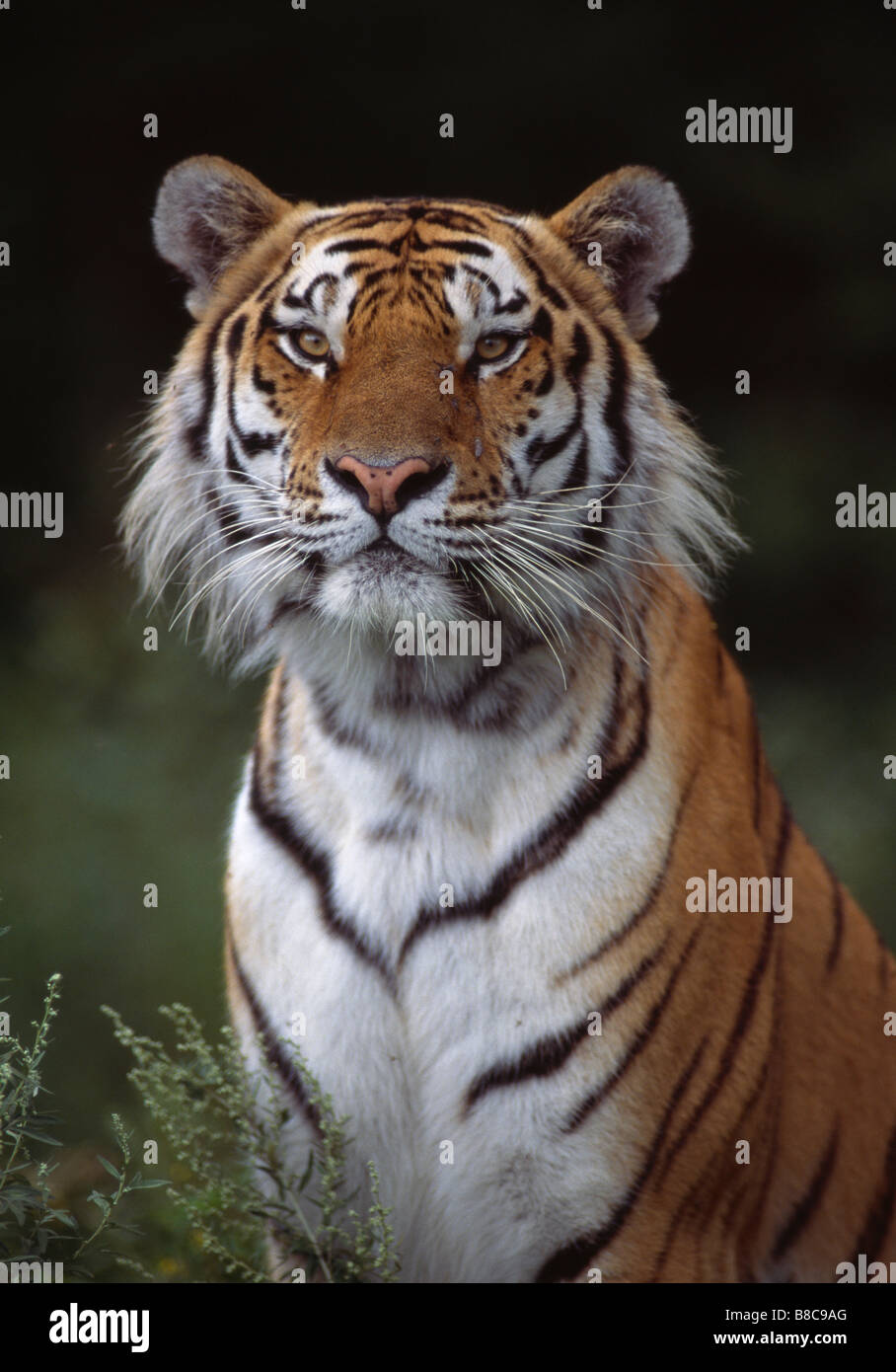 SIBERIAN TIGER adult Stock Photo - Alamy