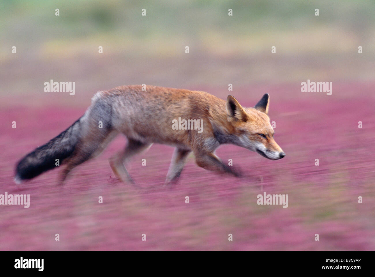 EUROPEAN RED FOX Stock Photo - Alamy