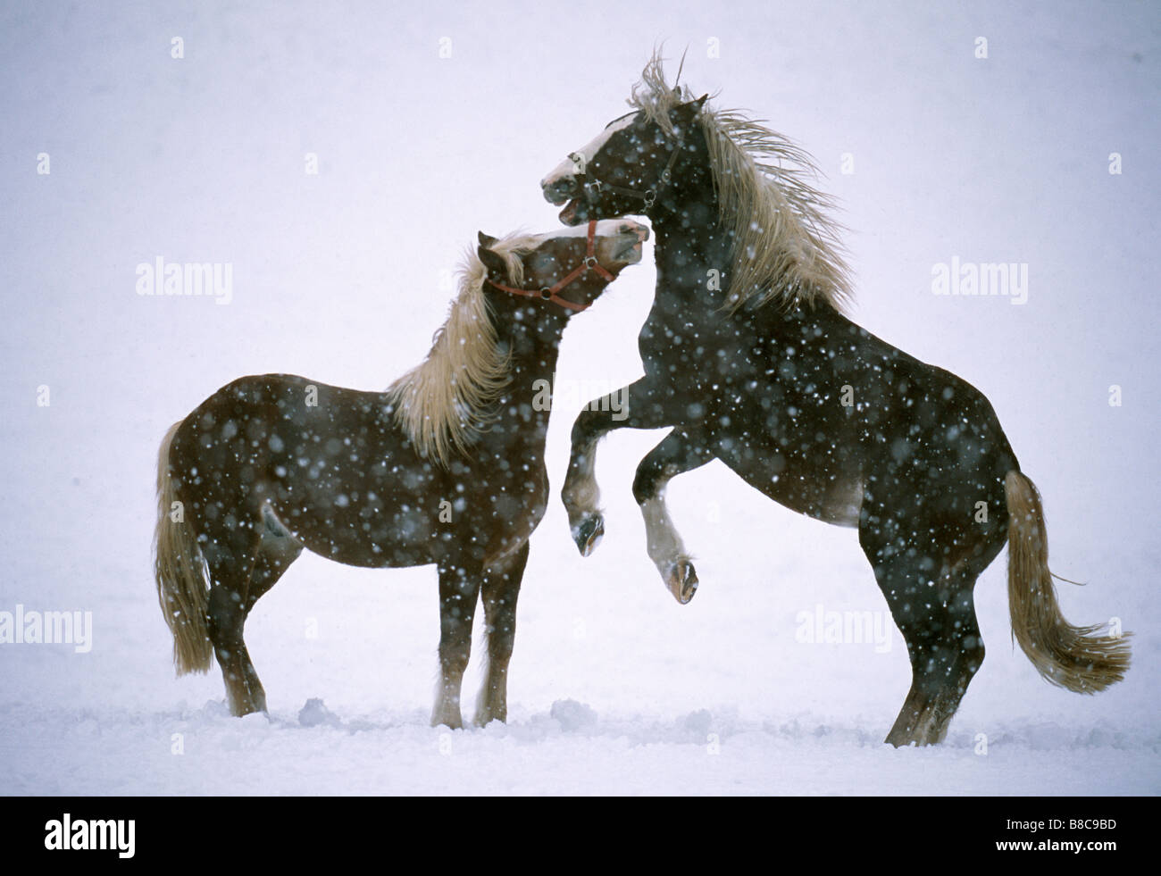 Schwarzwalder hi-res stock photography and images - Alamy