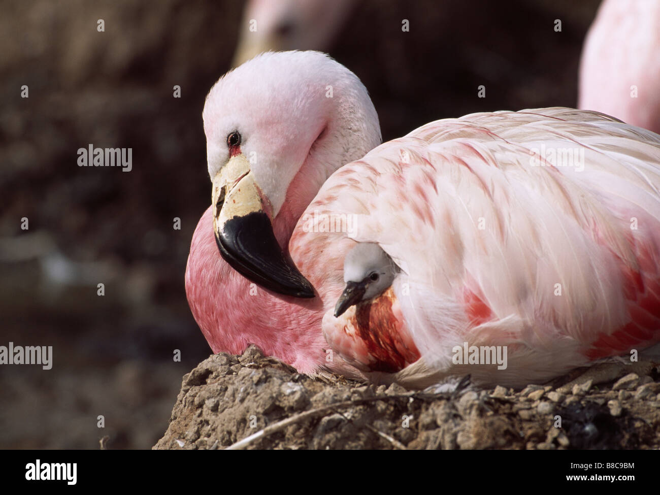 FLAMINGO & chick Stock Photo - Alamy