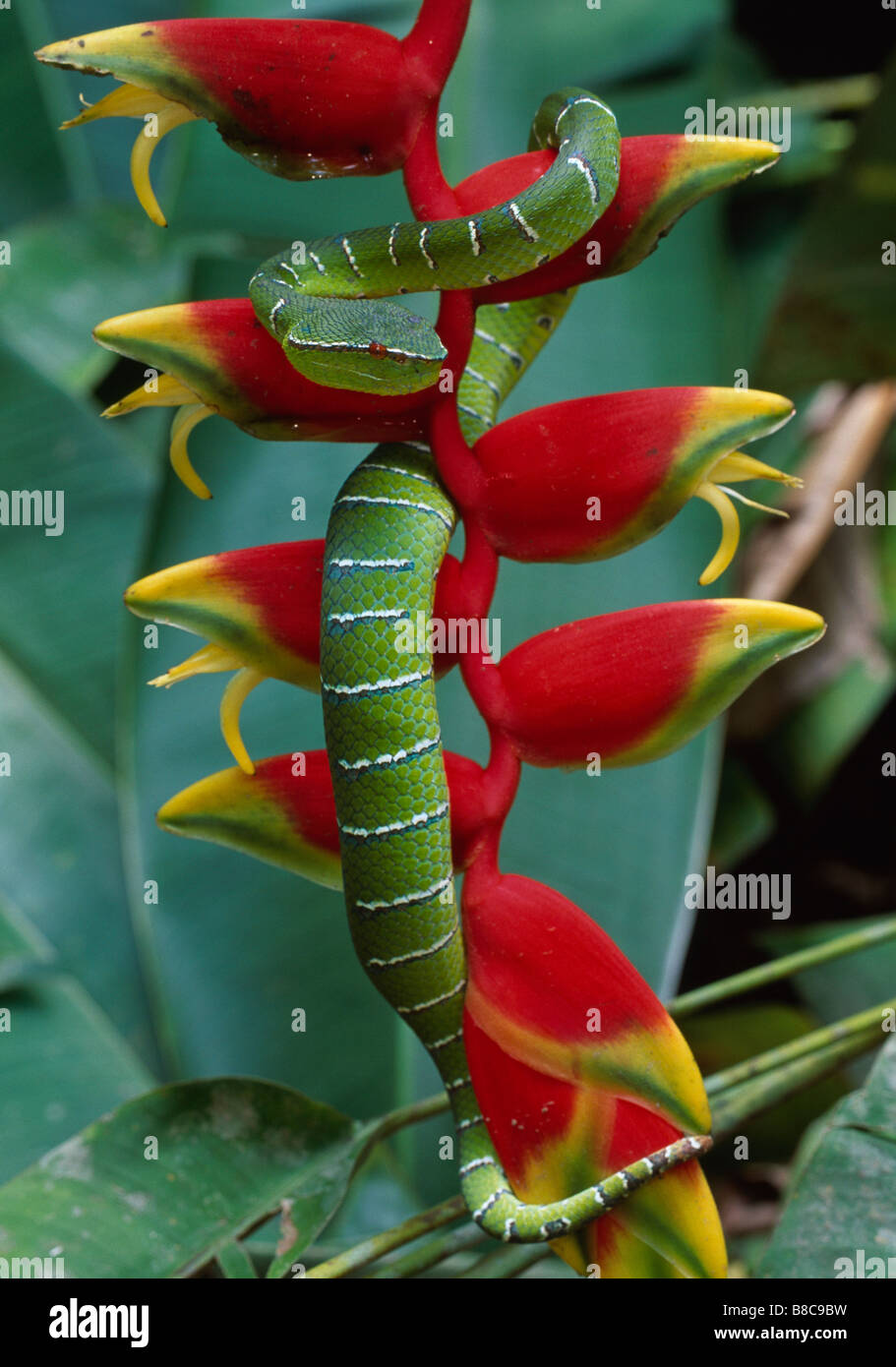 Vipers of southeast asia hi-res stock photography and images - Alamy