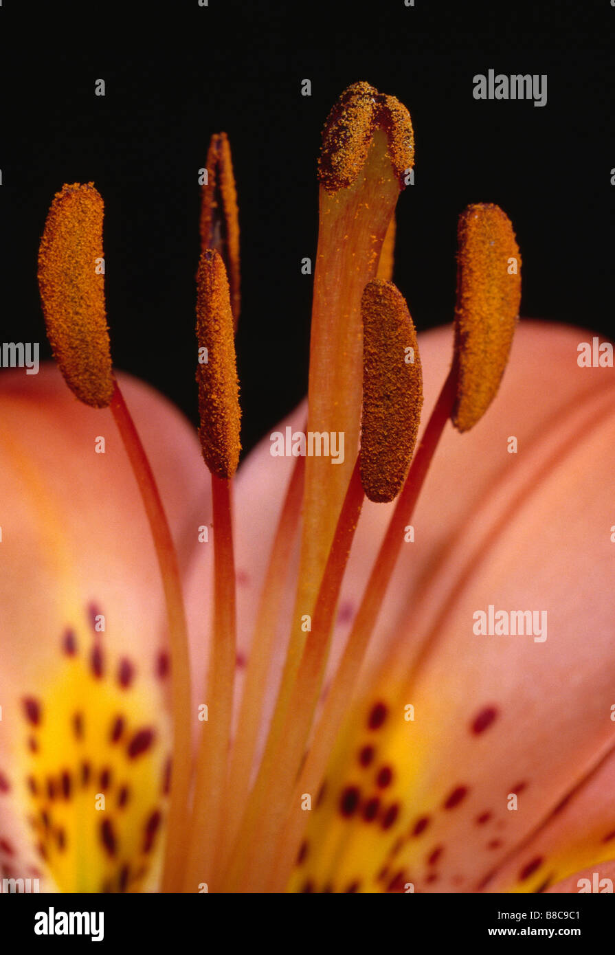Lily structure hi-res stock photography and images - Alamy