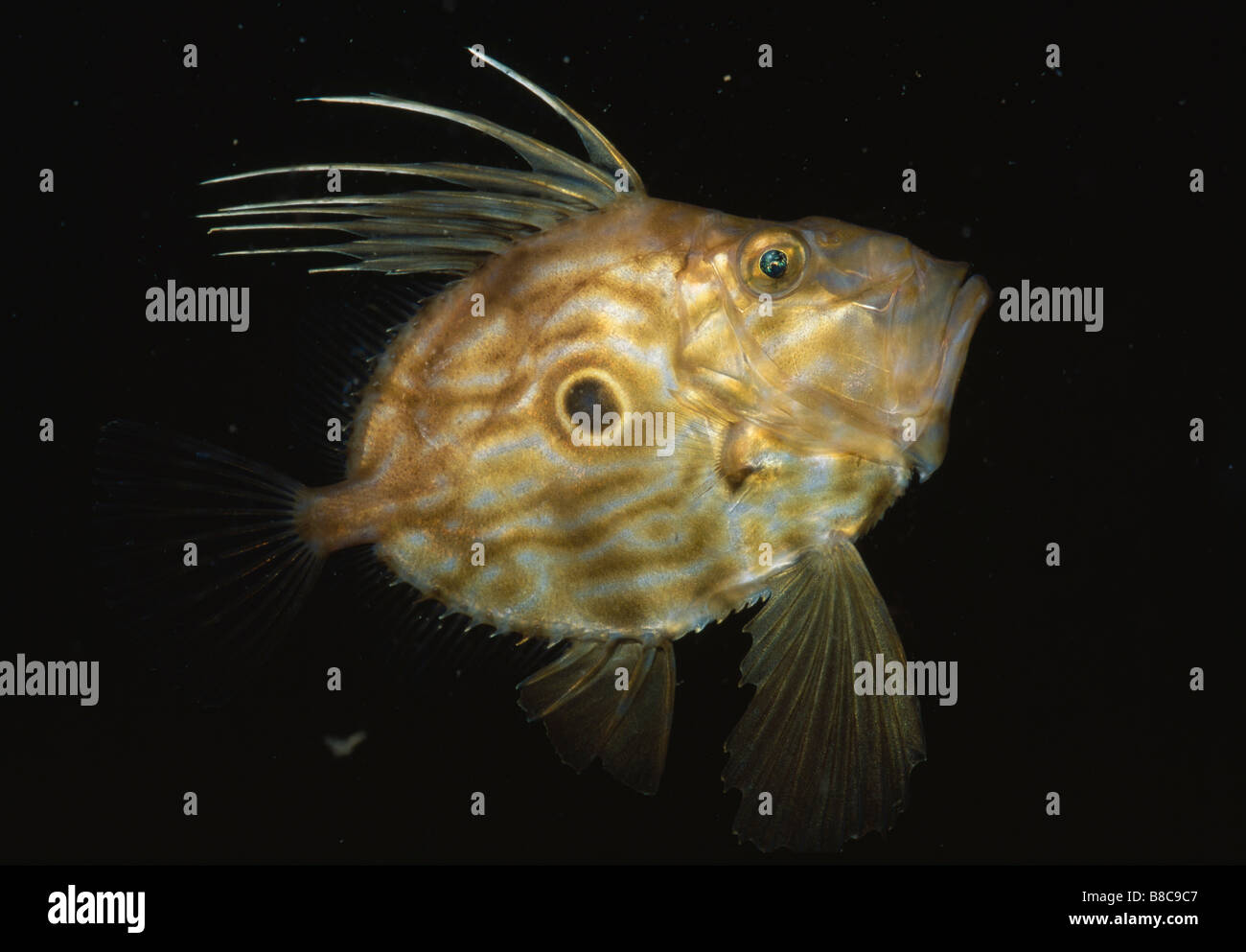 Unusual strange weird bizarre animal fish hi-res stock photography and ...