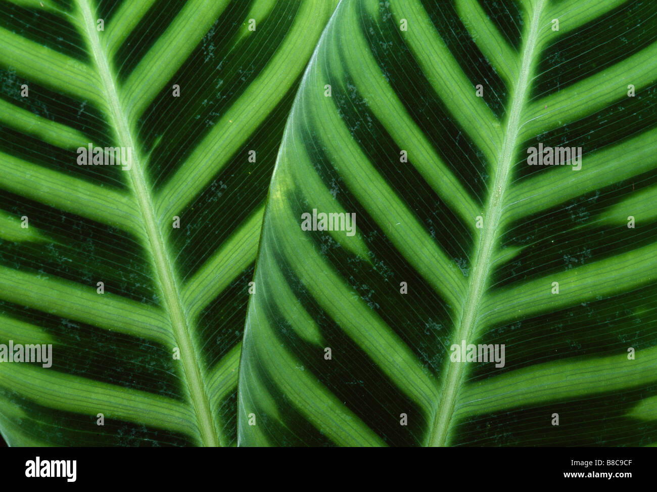 Zebra plant calathea zebrina hi-res stock photography and images - Alamy