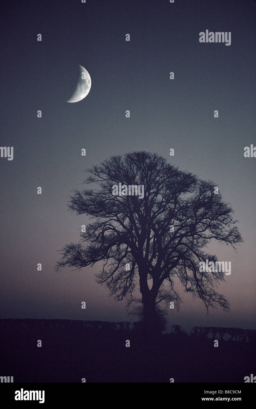 WYCH ELM with moon Stock Photo - Alamy