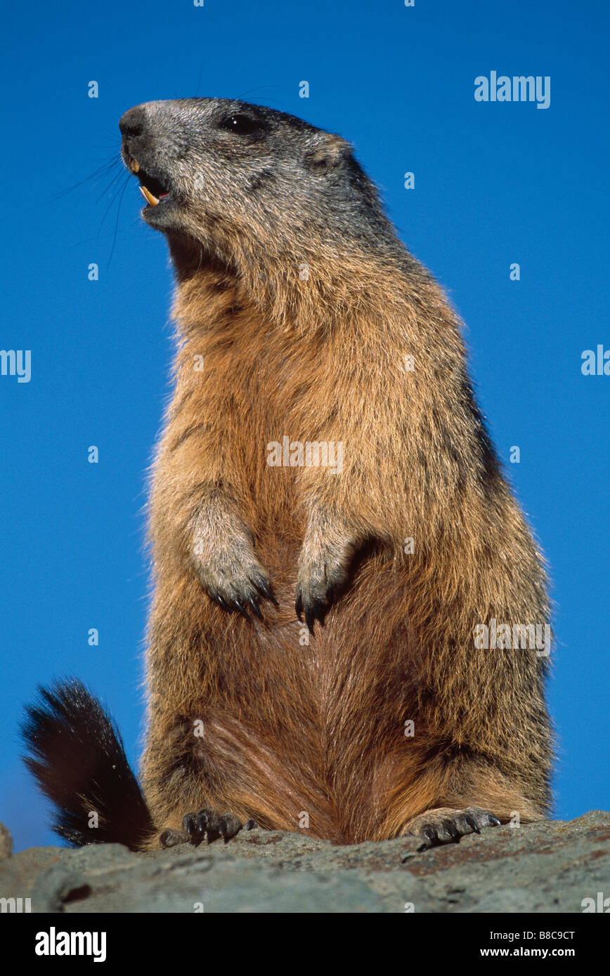 Alpine marmot marmota marmota calling hi-res stock photography and ...
