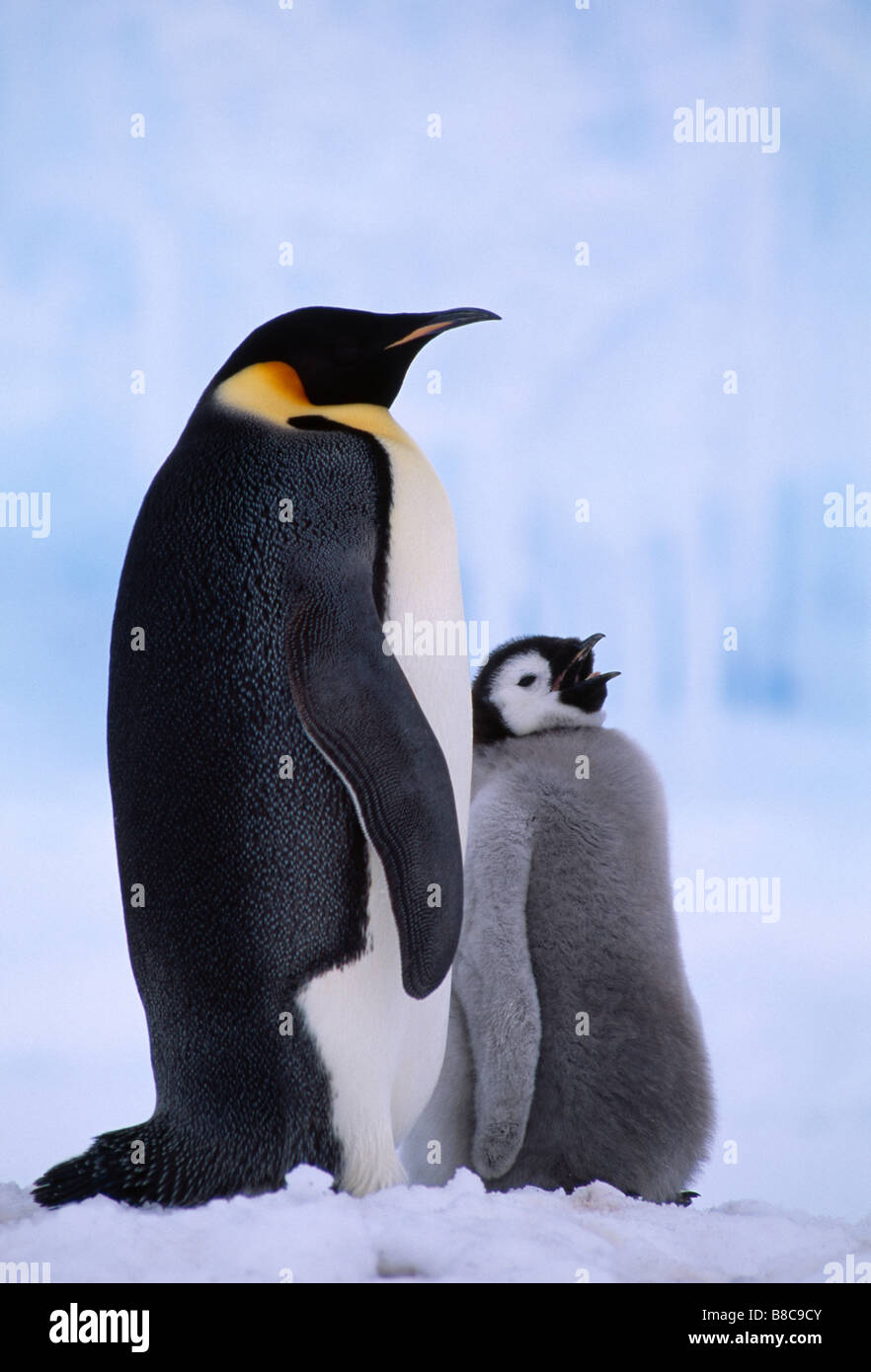 EMPEROR PENGUIN & chick Stock Photo - Alamy