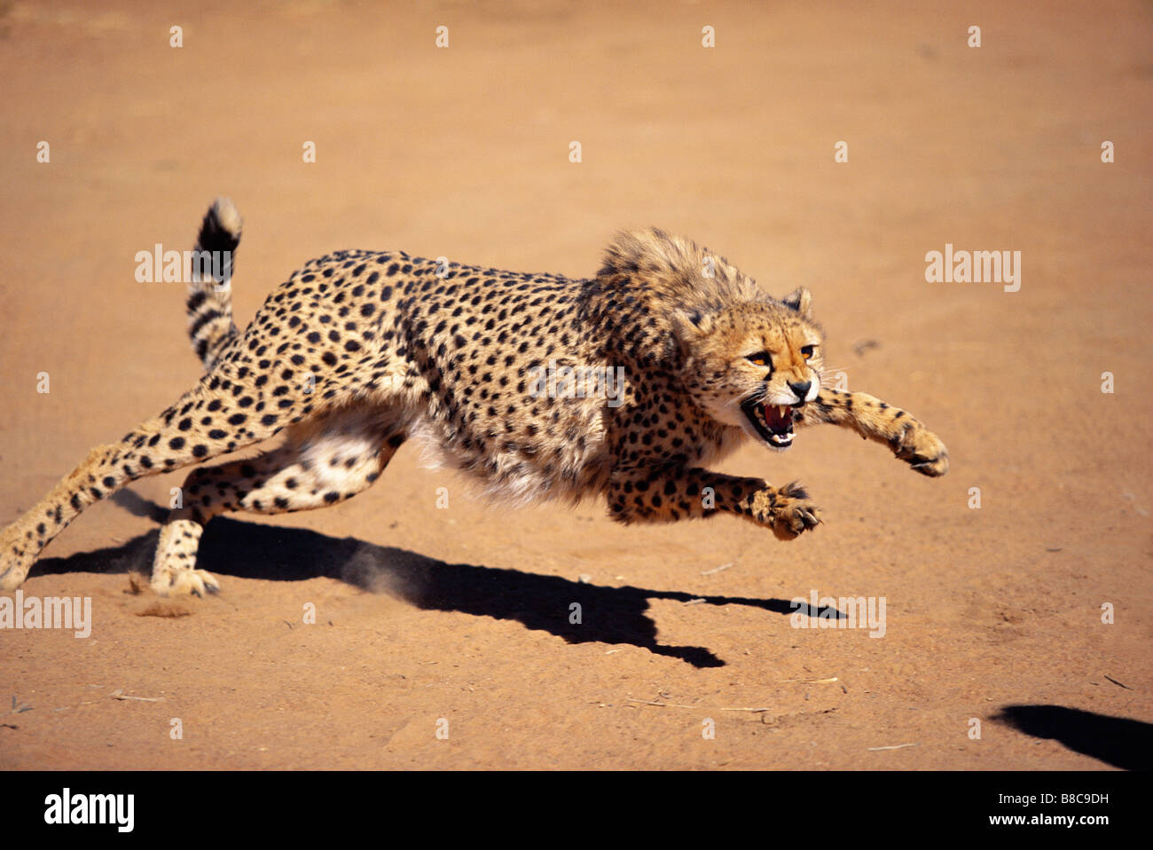 Cheetah leaping hi-res stock photography and images - Alamy