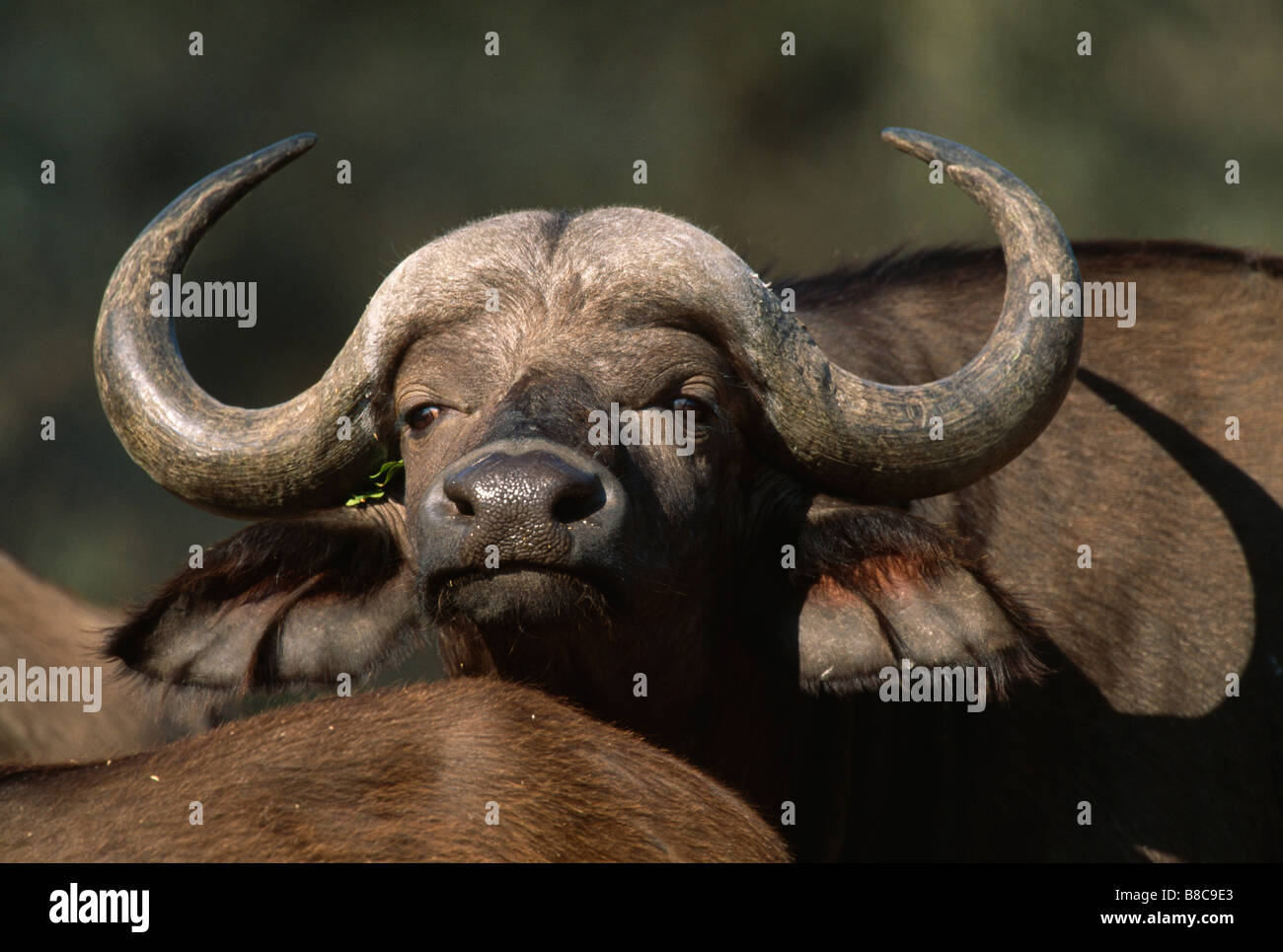 African buffalo headshot hi-res stock photography and images - Alamy