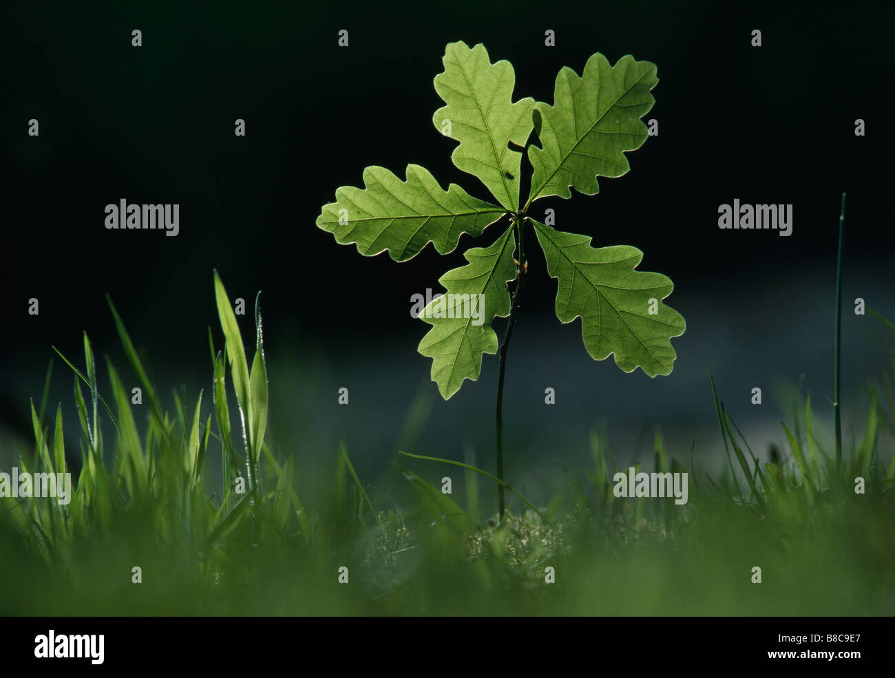 Oak seedling hi-res stock photography and images - Alamy