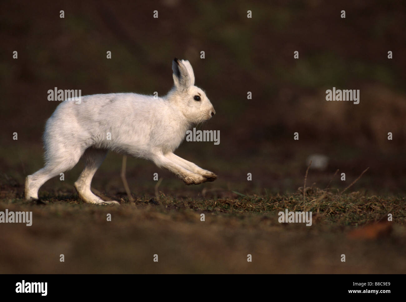 British wildlife action hare hi-res stock photography and images - Alamy