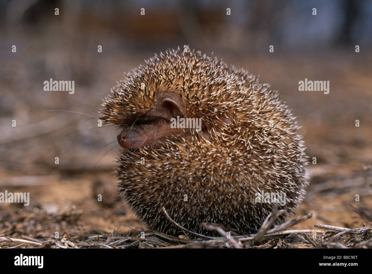 Setifer setosus hi-res stock photography and images - Alamy