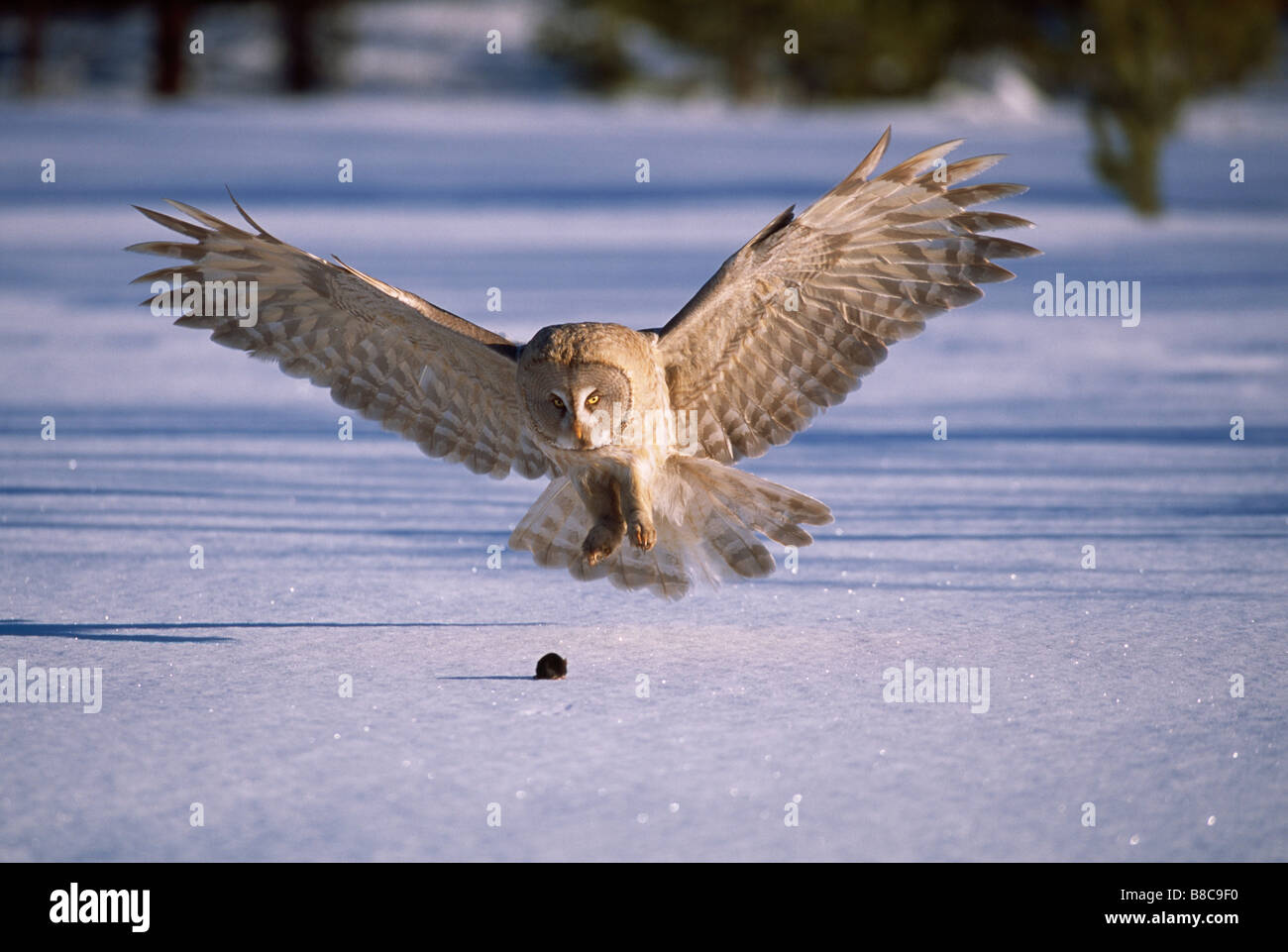 OWL & prey Stock Photo - Alamy