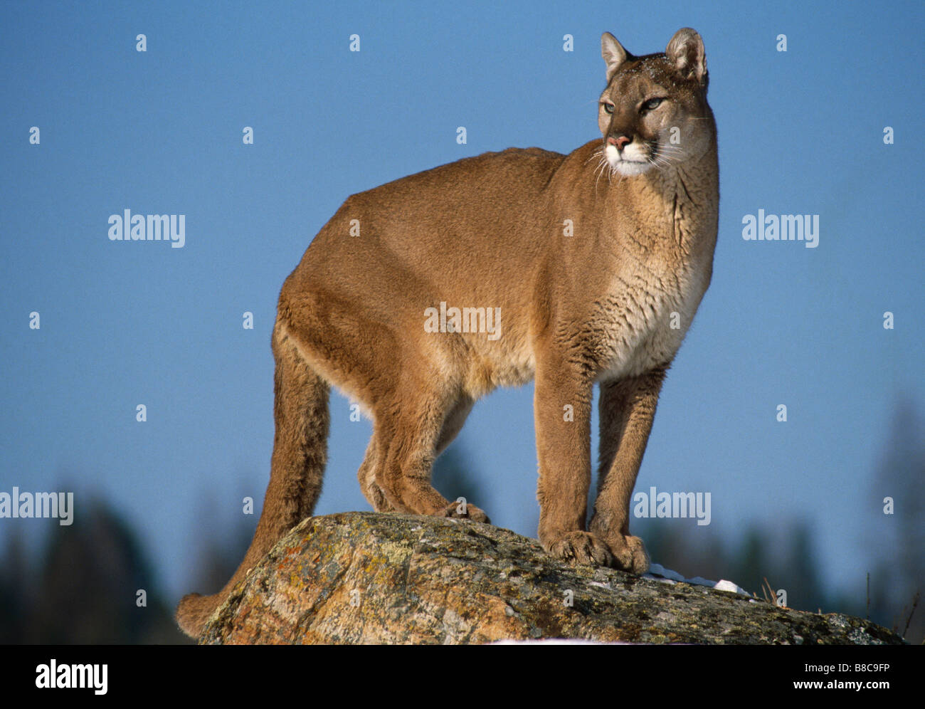 North american puma hi-res stock photography and images - Alamy
