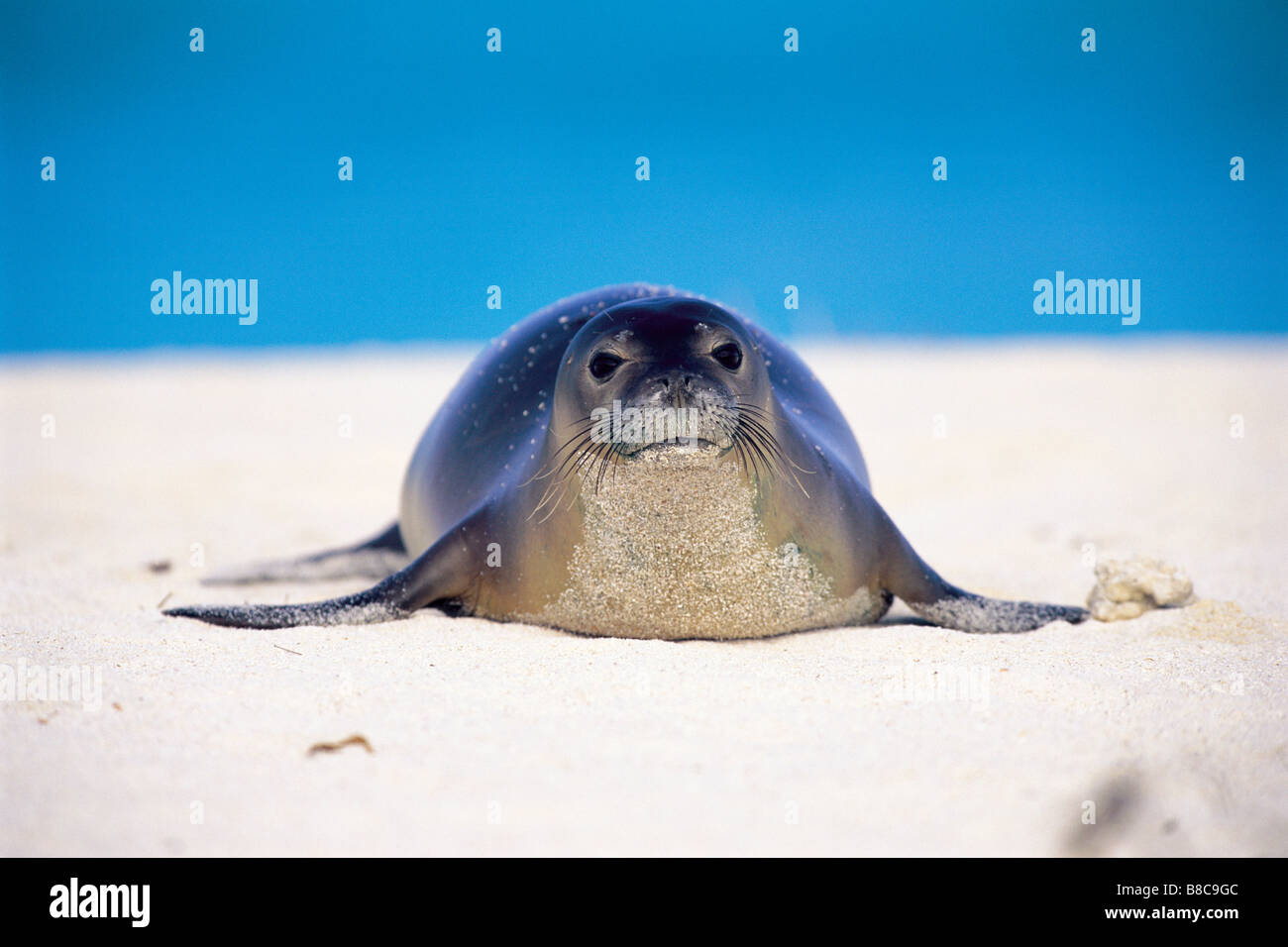 HAWAIIAN MONK SEAL Stock Photo - Alamy