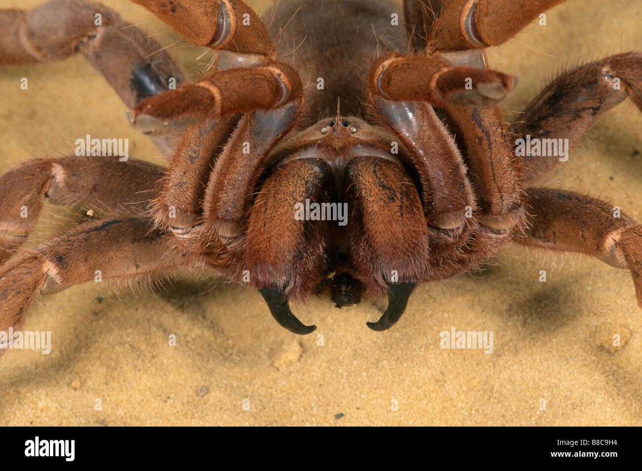 Are tarantulas poisonous hi-res stock photography and images - Alamy