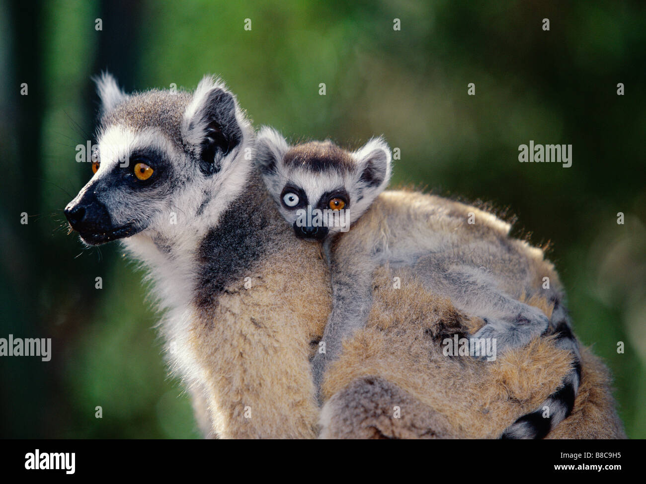 Madagascar ring tailed lemur babies hi-res stock photography and images - Alamy