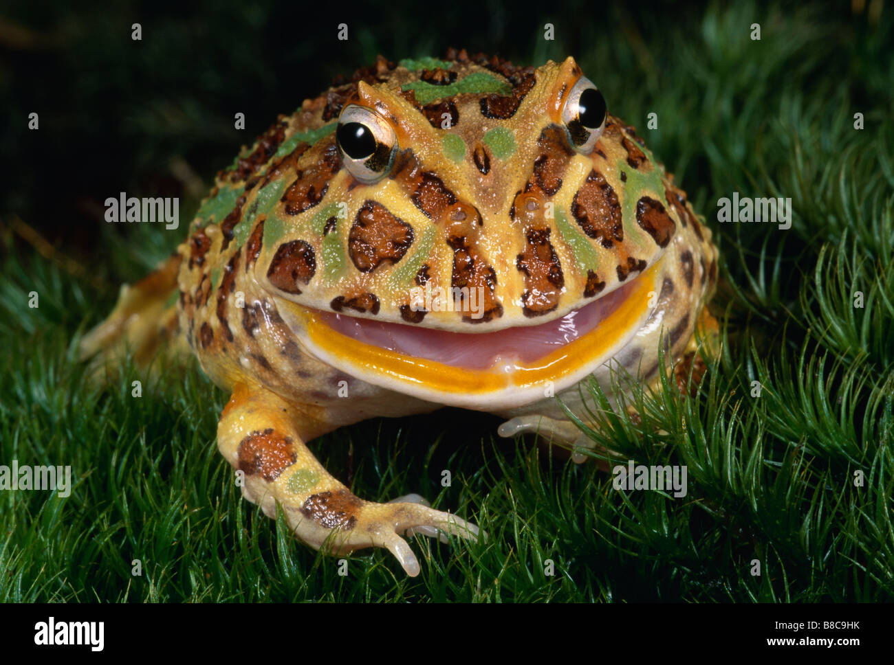 Ornate horned frogs hi-res stock photography and images - Alamy